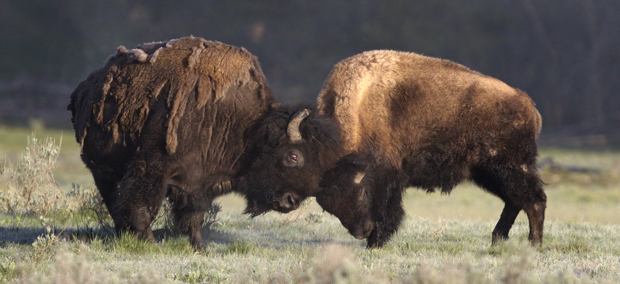 Fighting Bison Wallpapers - Wallpaper Cave