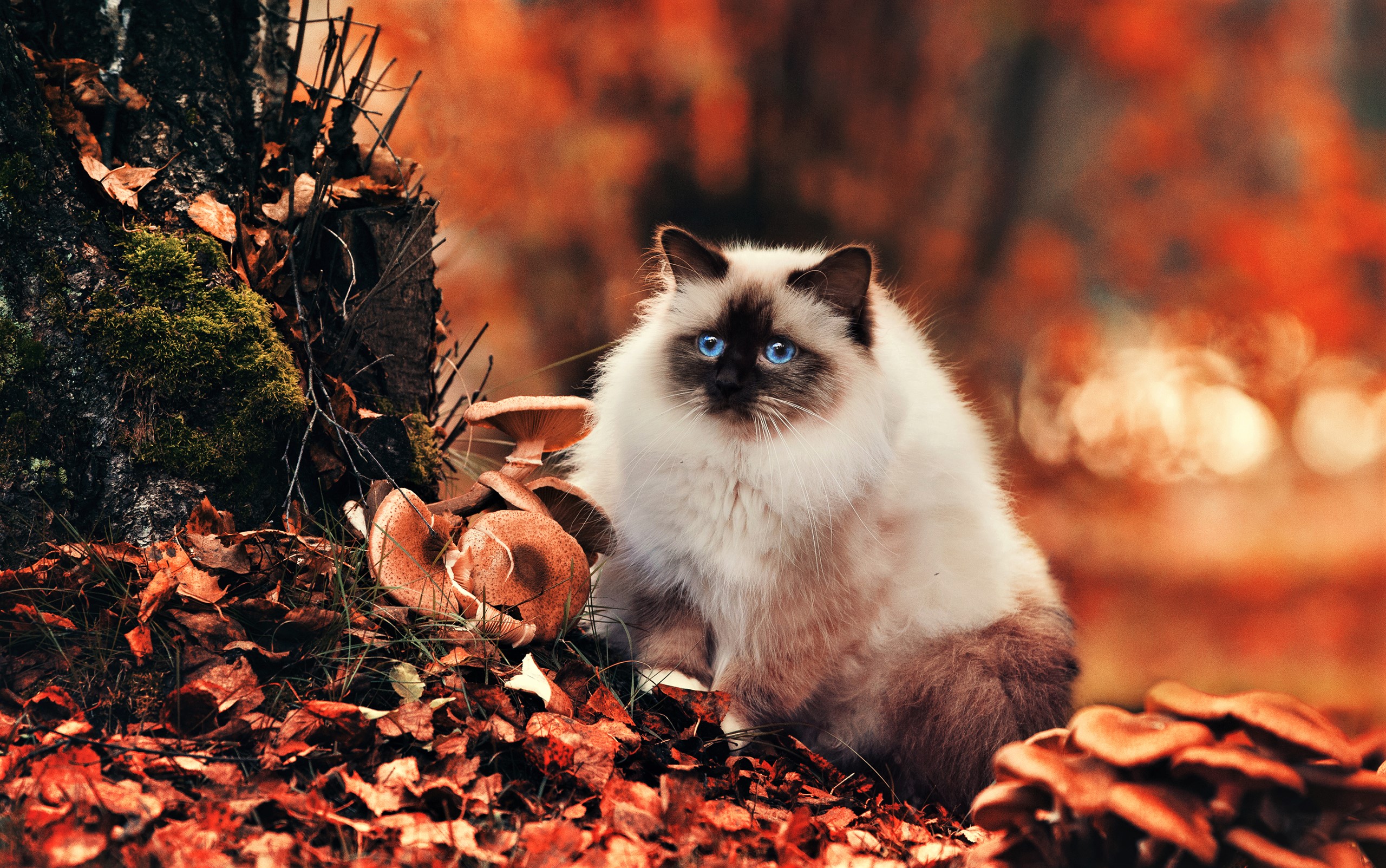 Autumn Kittens Wallpapers - Wallpaper Cave