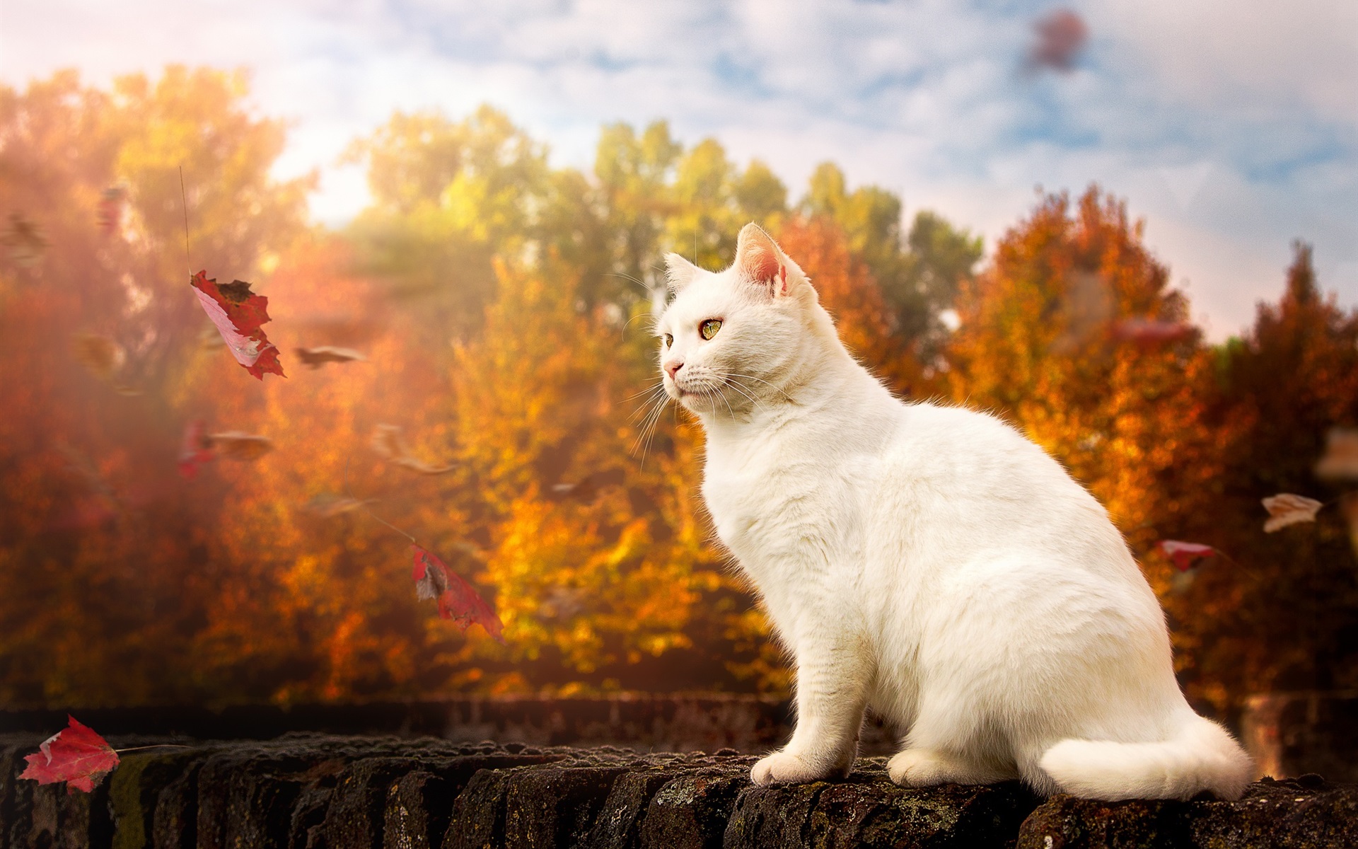 Autumn Kittens Wallpapers - Wallpaper Cave