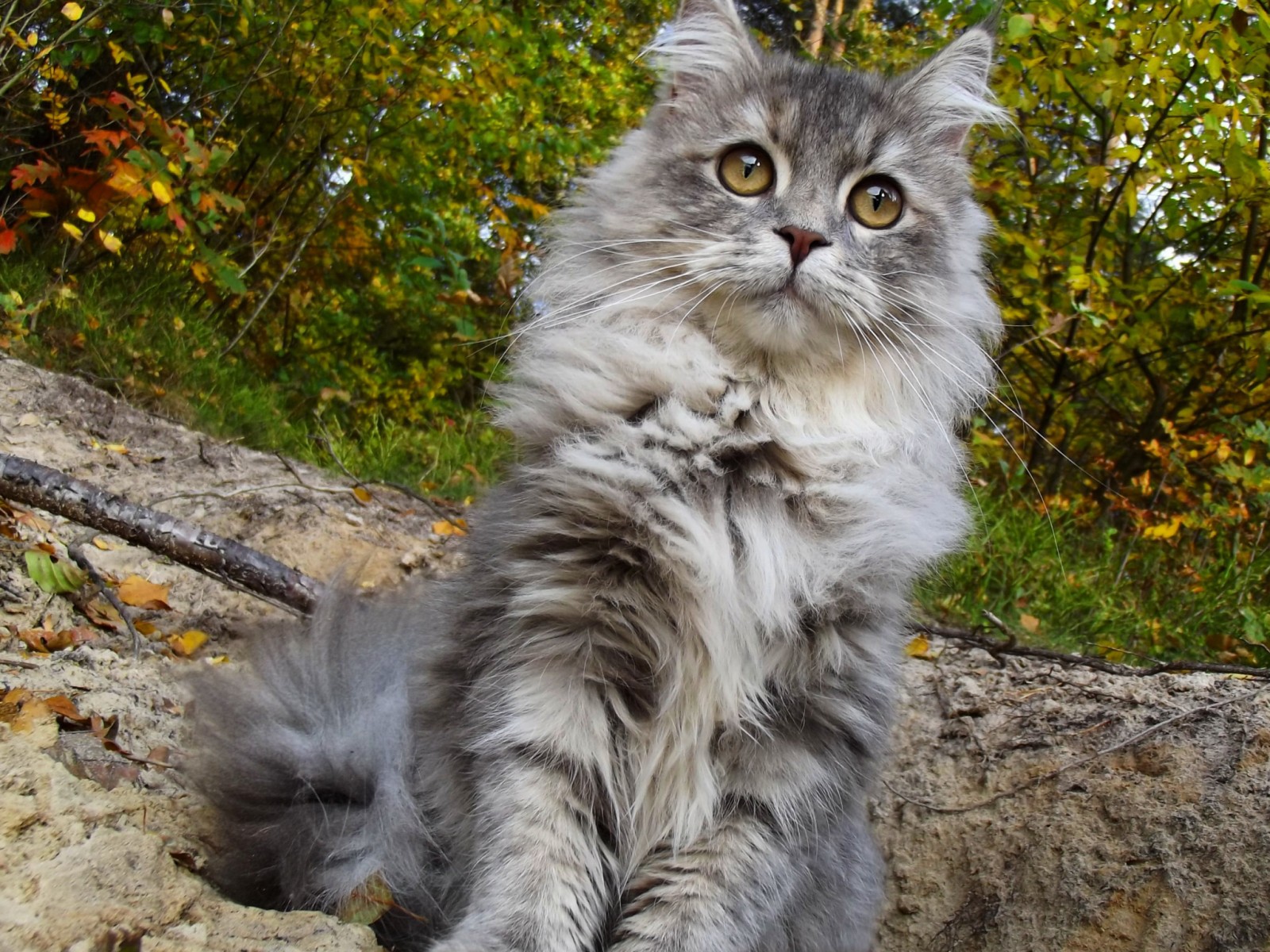 Maine Coon Cat Wallpapers - Wallpaper Cave