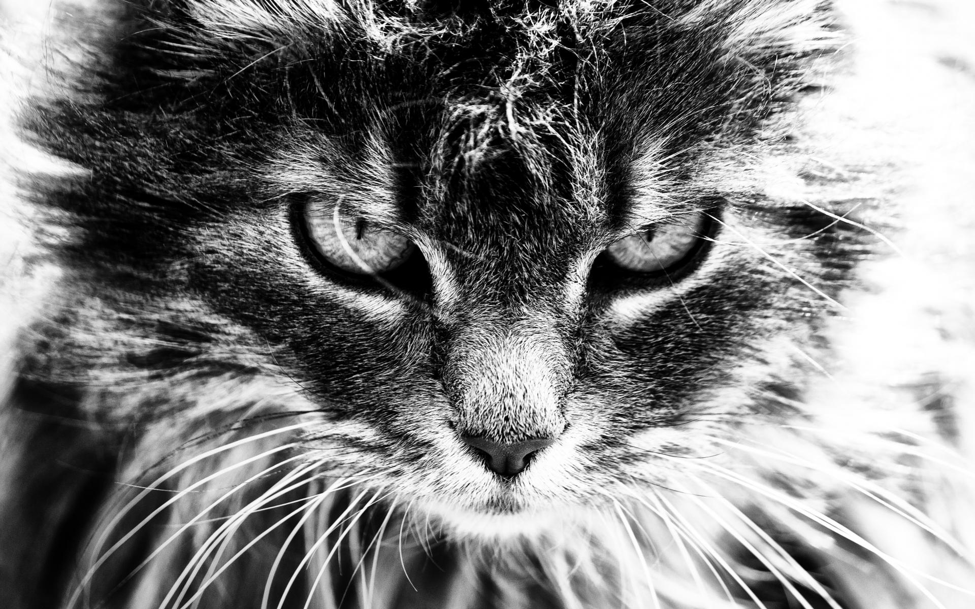 Creepy Cats Wallpapers - Wallpaper Cave