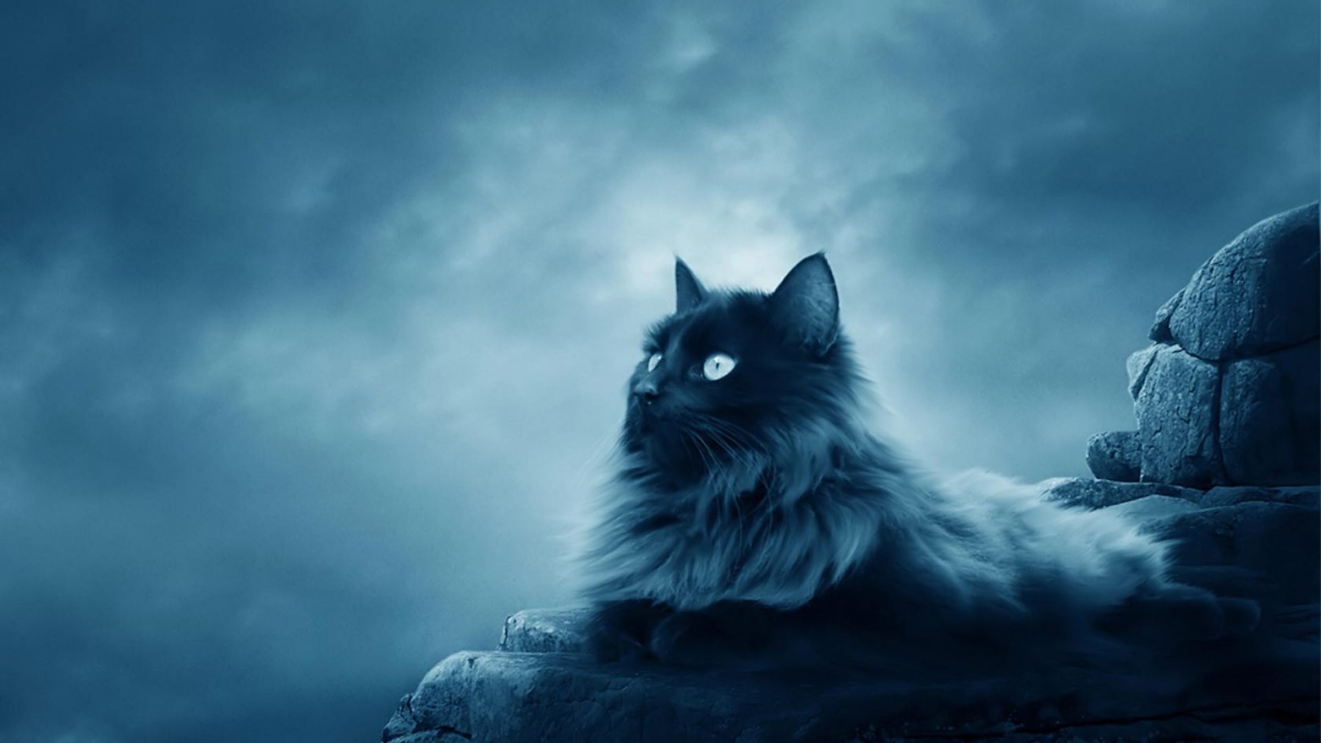 Creepy Cats Wallpapers - Wallpaper Cave