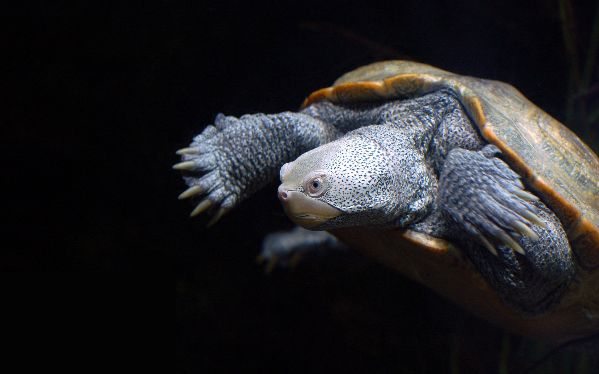 Snapping Turtle Wallpapers - Wallpaper Cave