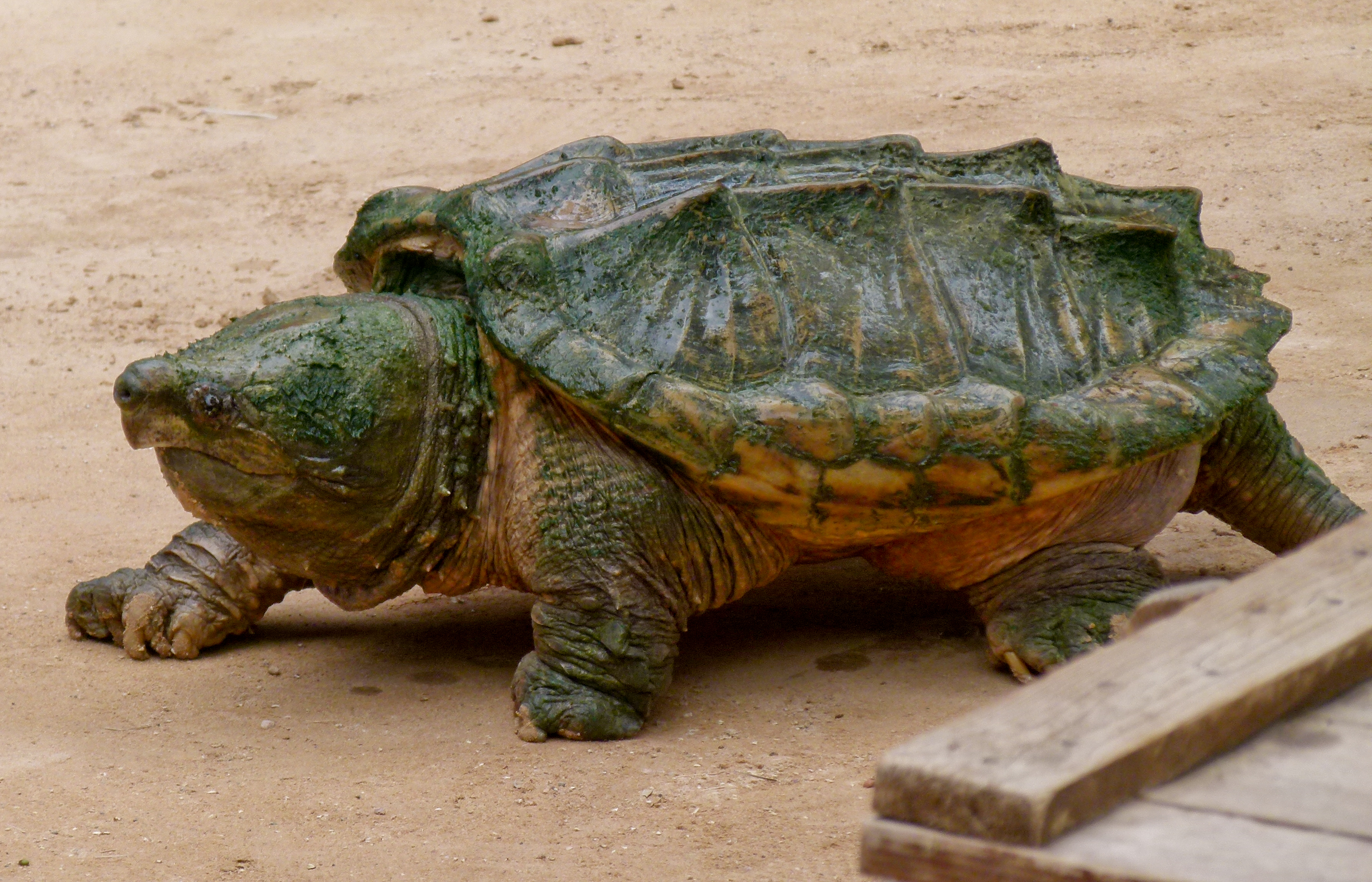 Snapping Turtle Wallpapers - Wallpaper Cave