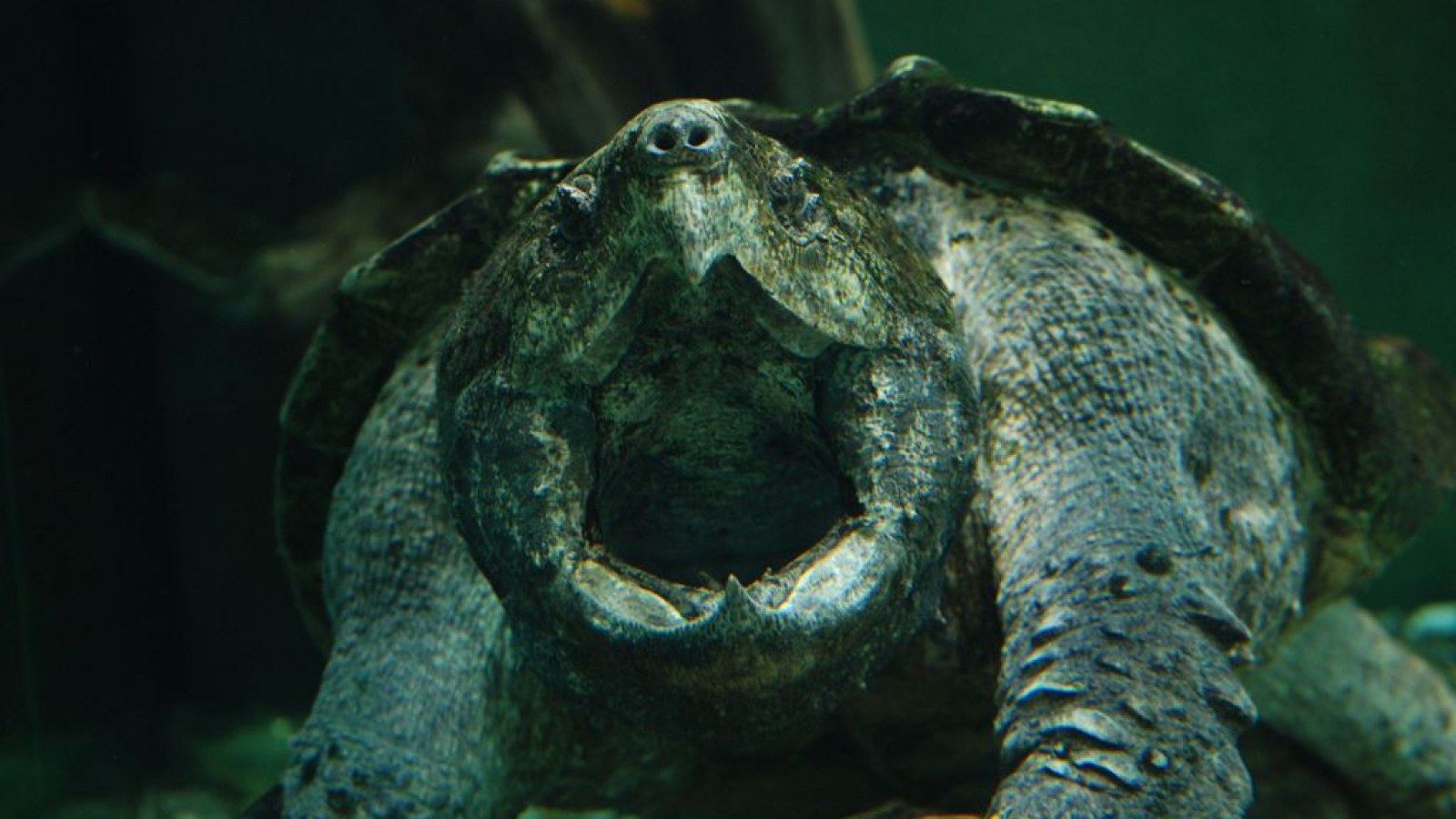 Snapping Turtle Wallpapers - Wallpaper Cave