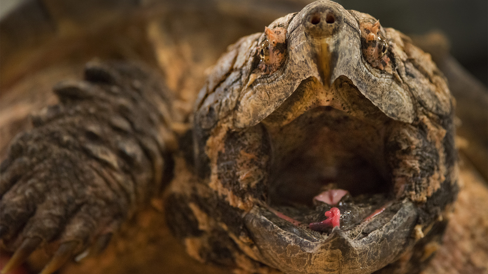 Snapping Turtle Wallpapers - Wallpaper Cave