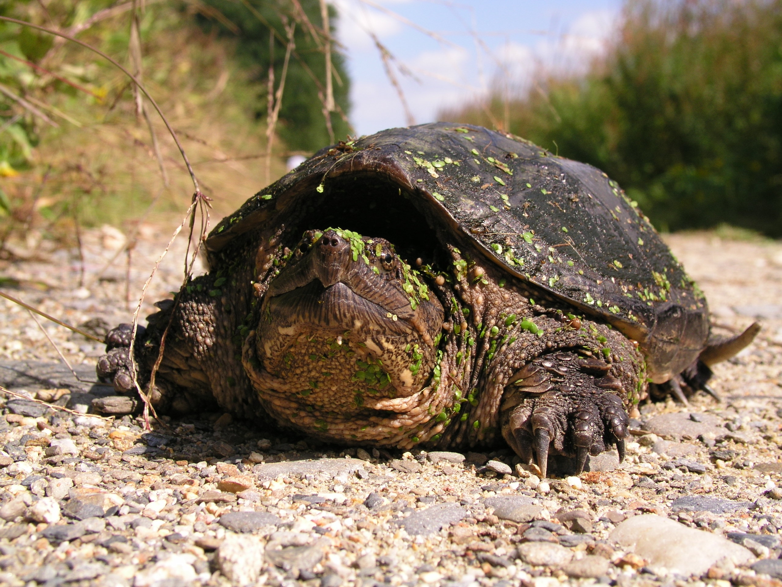 Snapping Turtle Wallpapers - Wallpaper Cave
