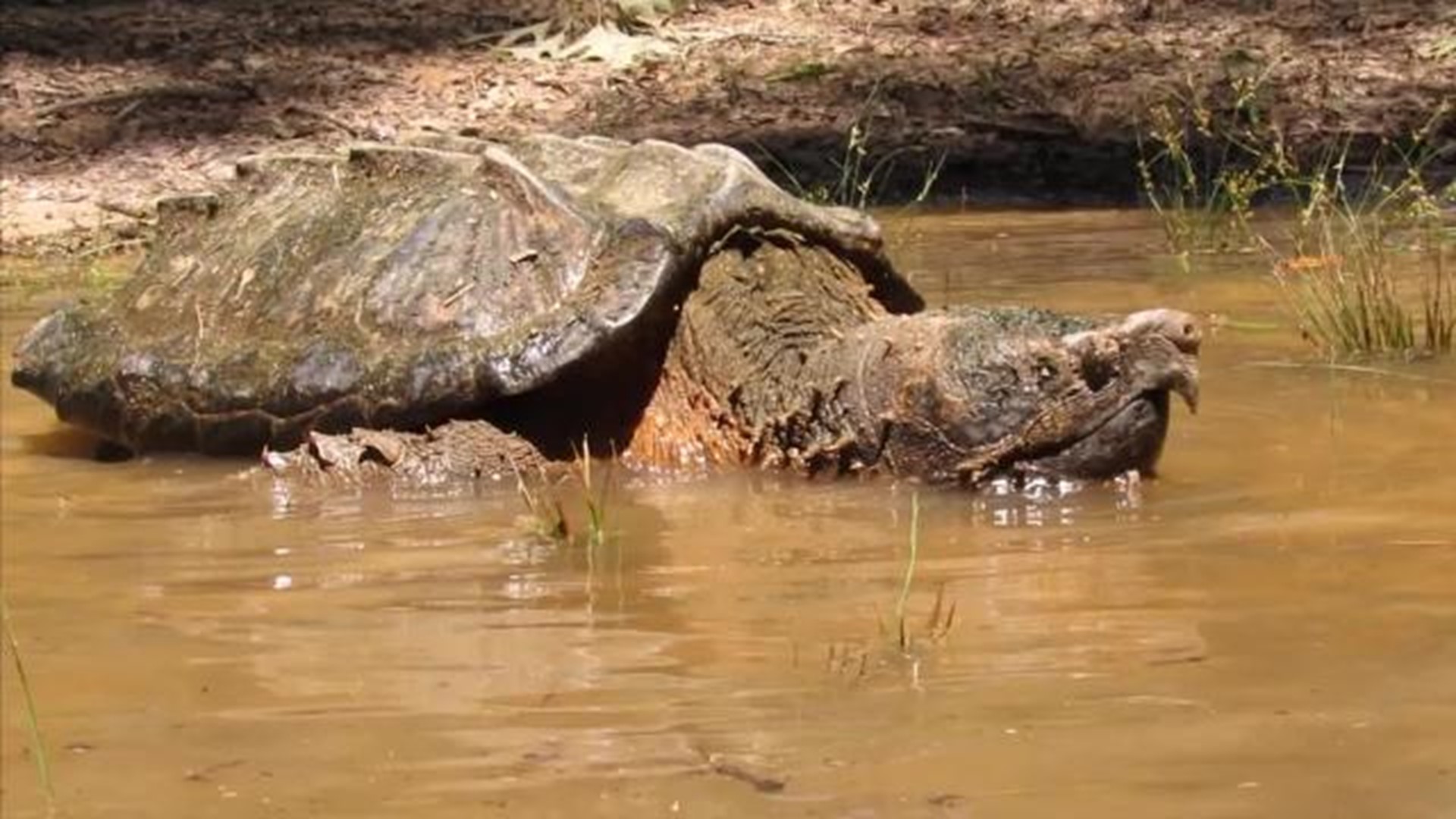 Snapping Turtle Wallpapers - Wallpaper Cave
