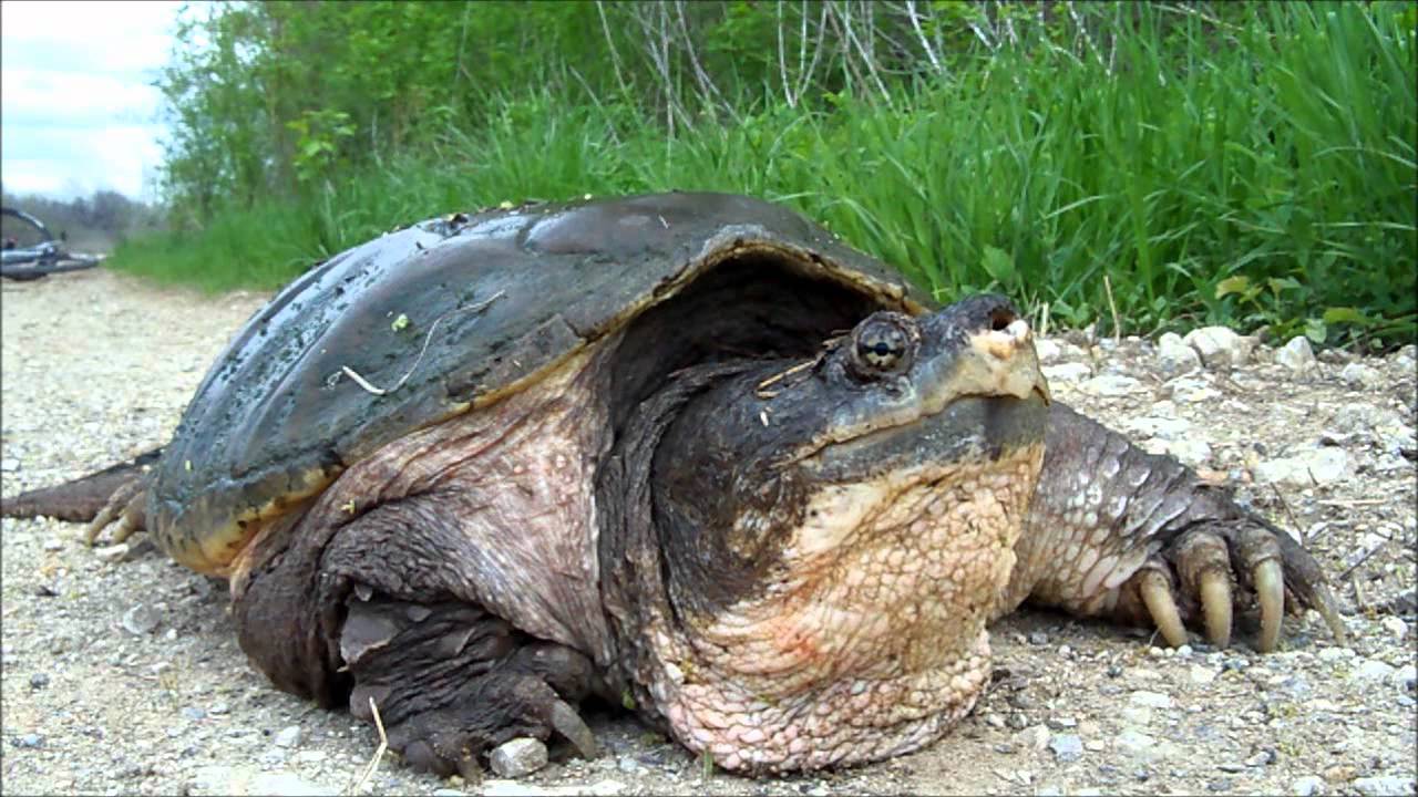 Snapping Turtle Wallpapers - Wallpaper Cave