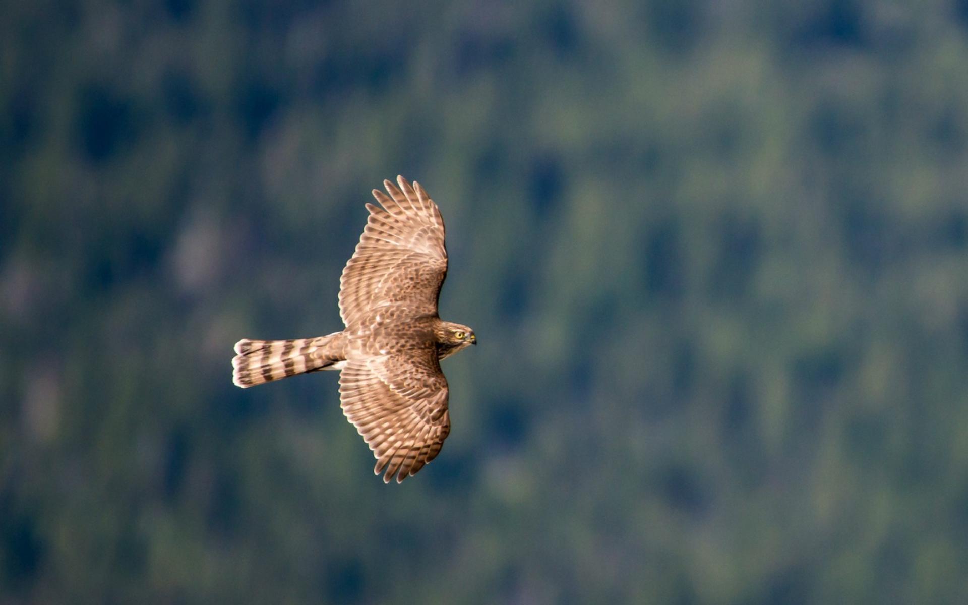 Golden Falcon Wallpapers - Wallpaper Cave