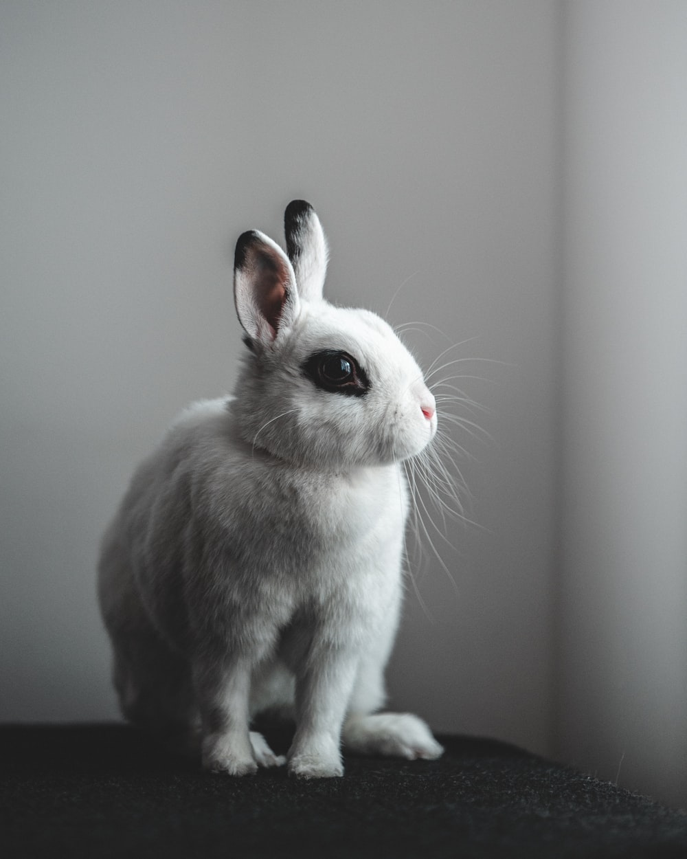 White Bunny Wallpapers - Wallpaper Cave