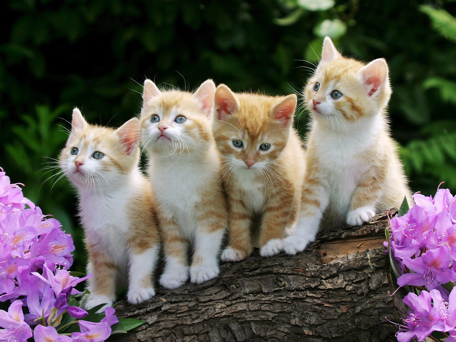 Four Cats Wallpapers - Wallpaper Cave