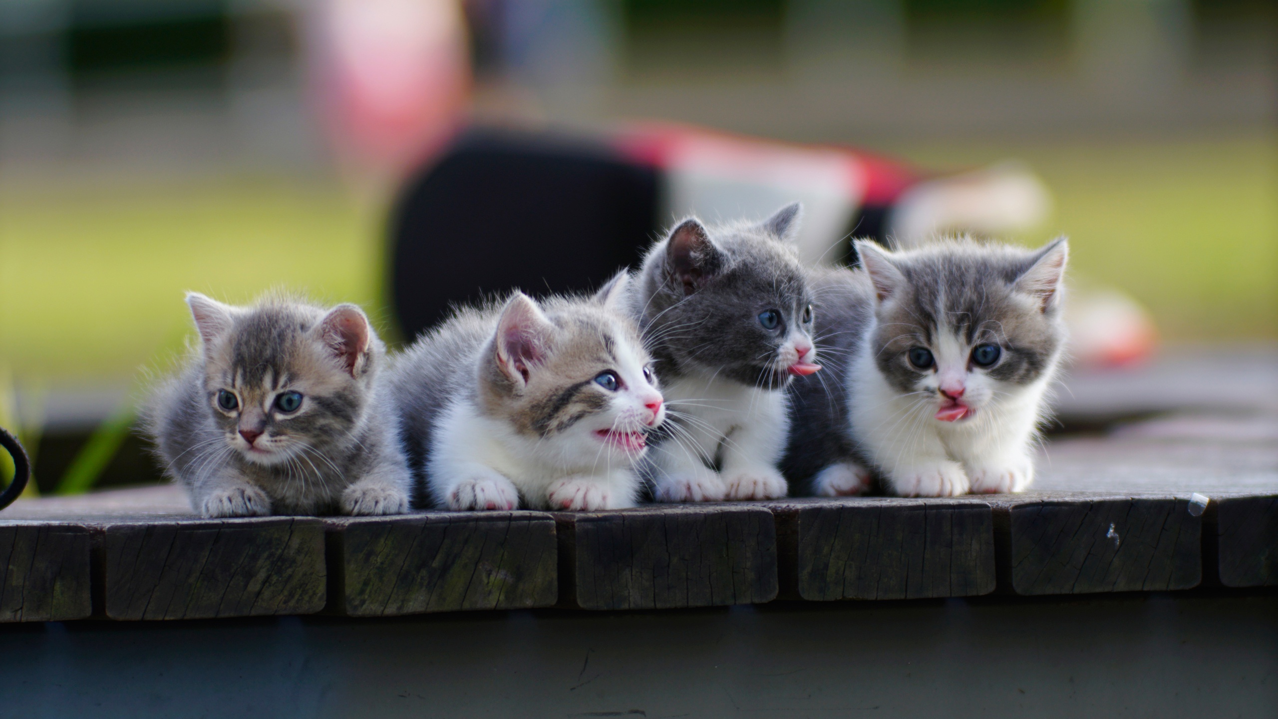 Four Cats Wallpapers - Wallpaper Cave
