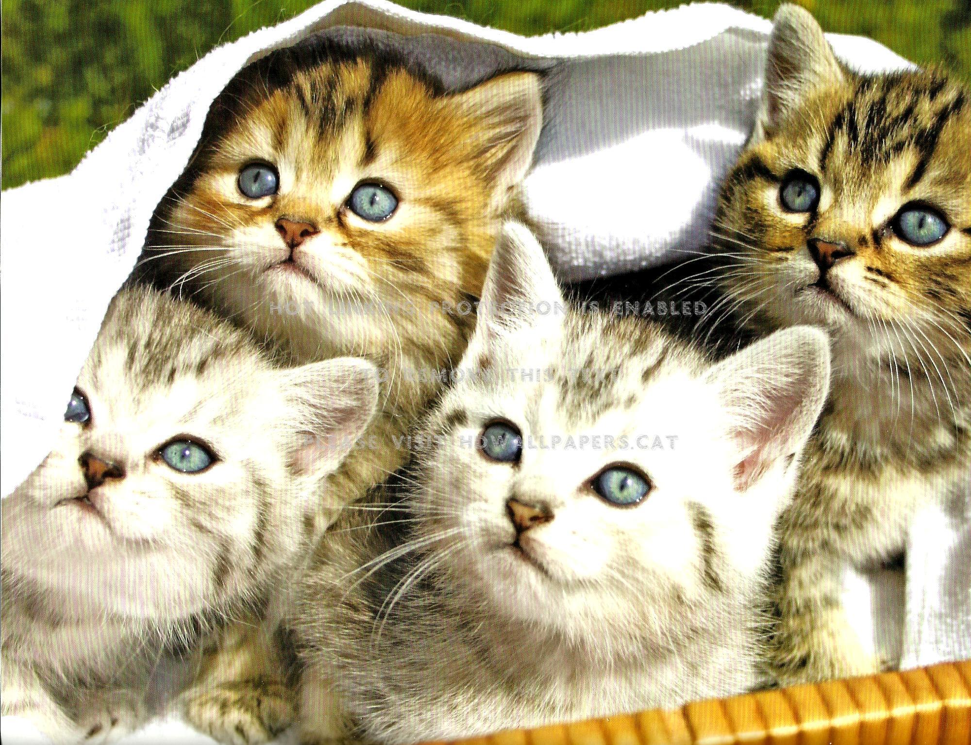 Four Cats Wallpapers - Wallpaper Cave
