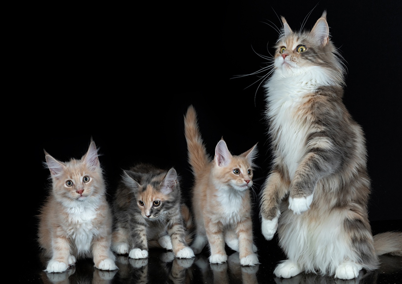 Four Cats Wallpapers - Wallpaper Cave