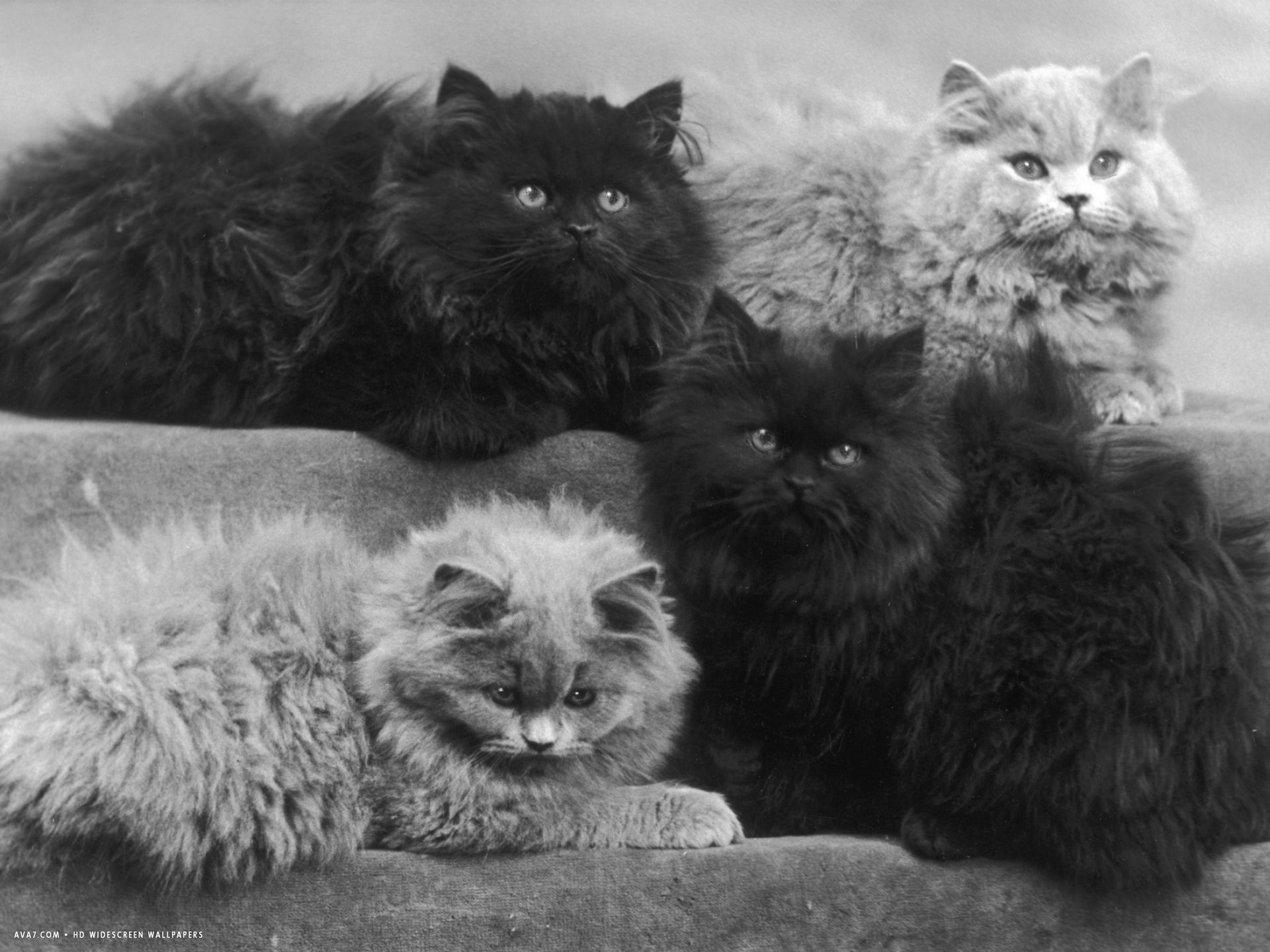 Four Cats Wallpapers - Wallpaper Cave