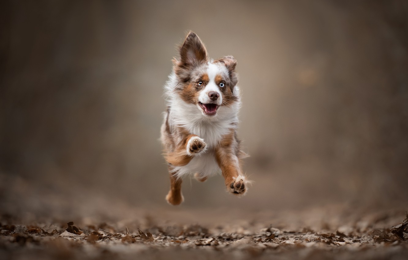 Mini Aussie Wallpapers - Wallpaper Cave