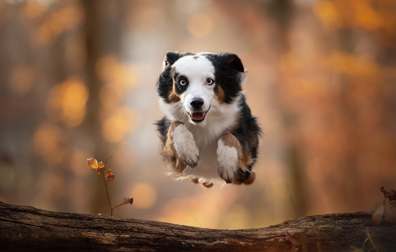 Mini Aussie Wallpapers - Wallpaper Cave