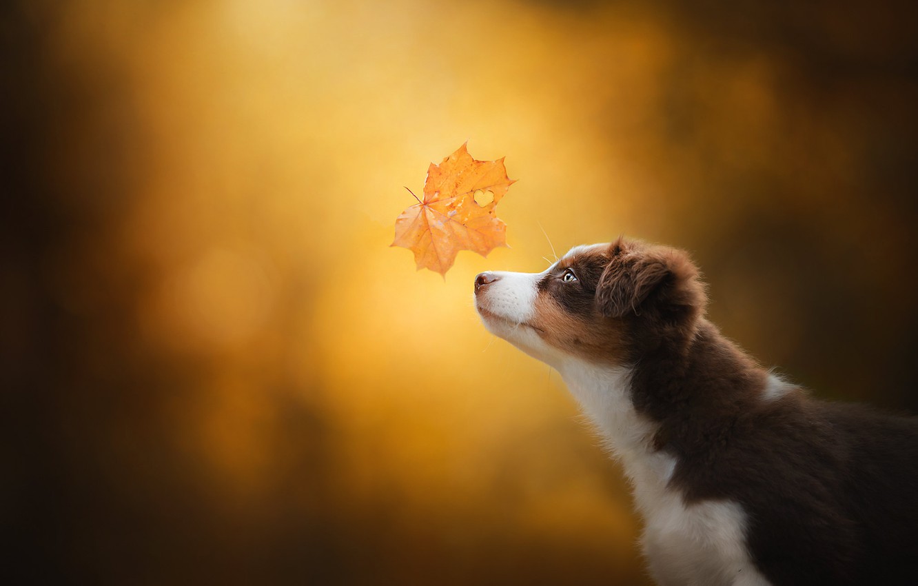 Mini Aussie Wallpapers - Wallpaper Cave