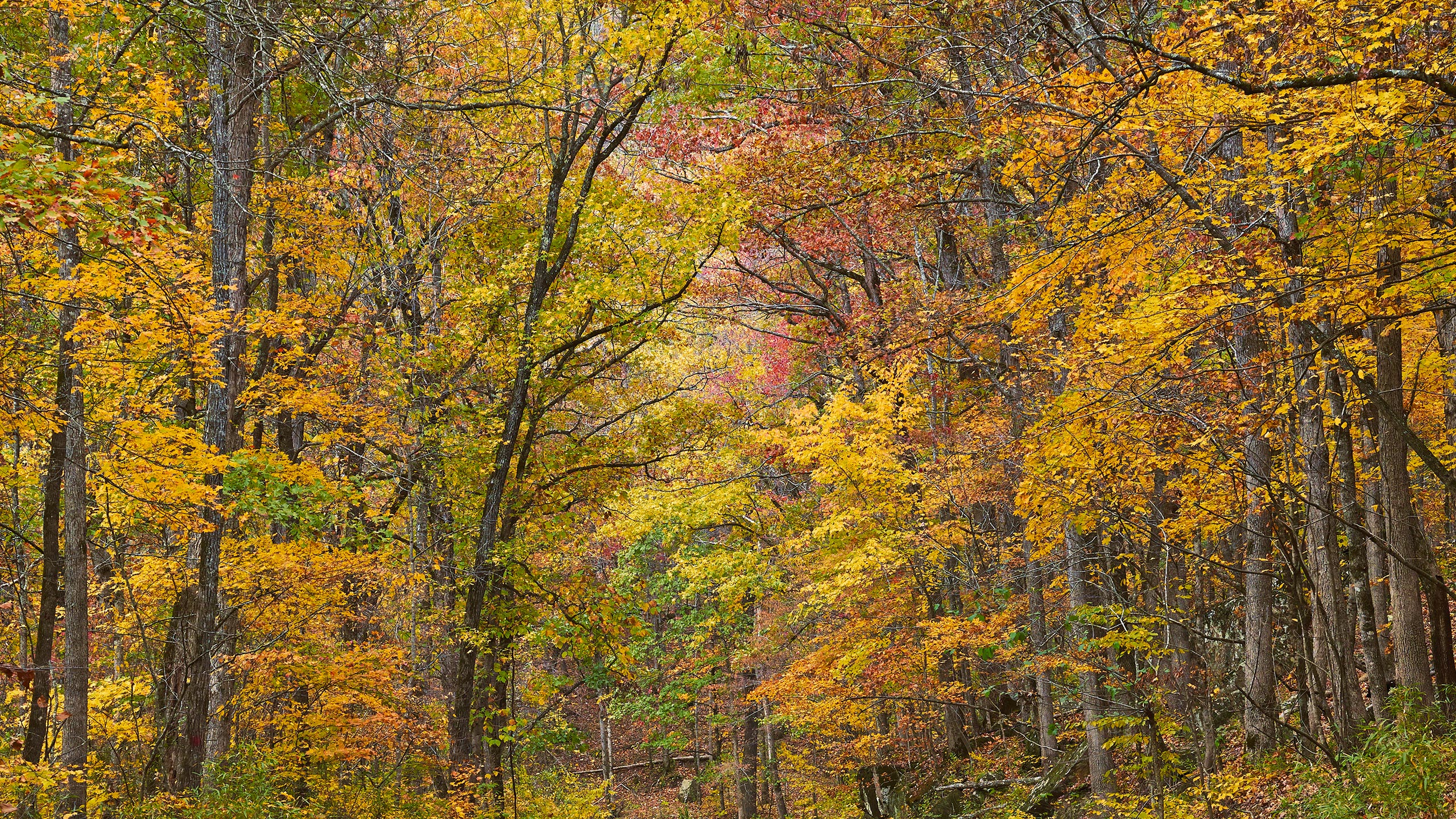 Autumn Arkansas Wallpapers - Wallpaper Cave