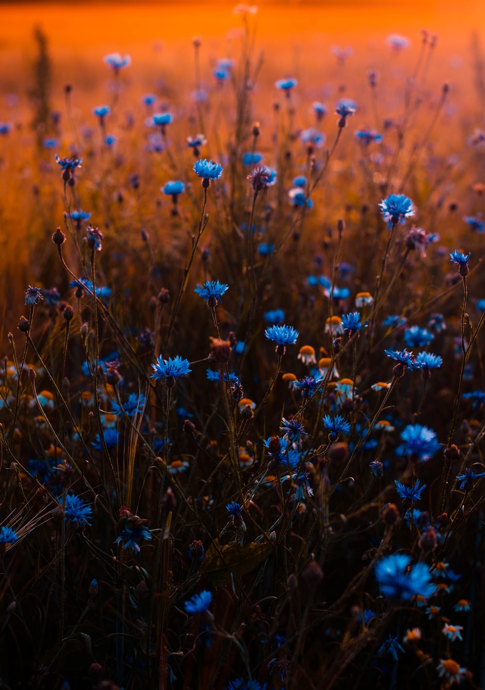 Cornflower Wallpapers - Wallpaper Cave