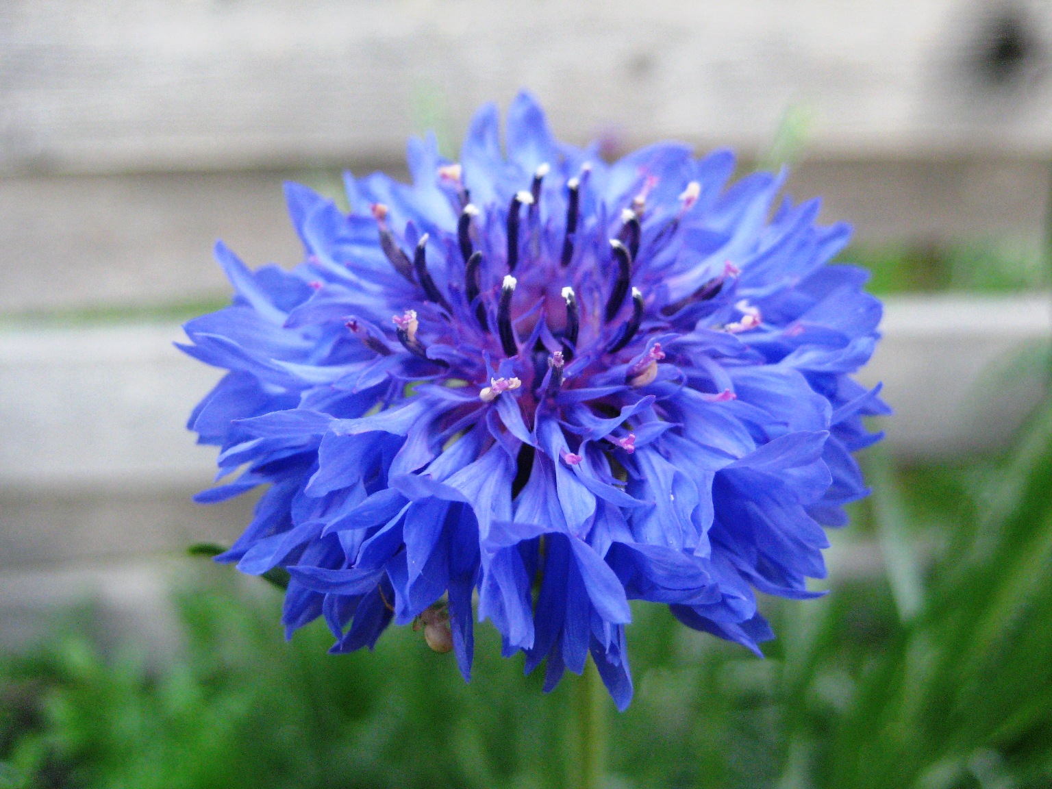 Cornflower Wallpapers - Wallpaper Cave