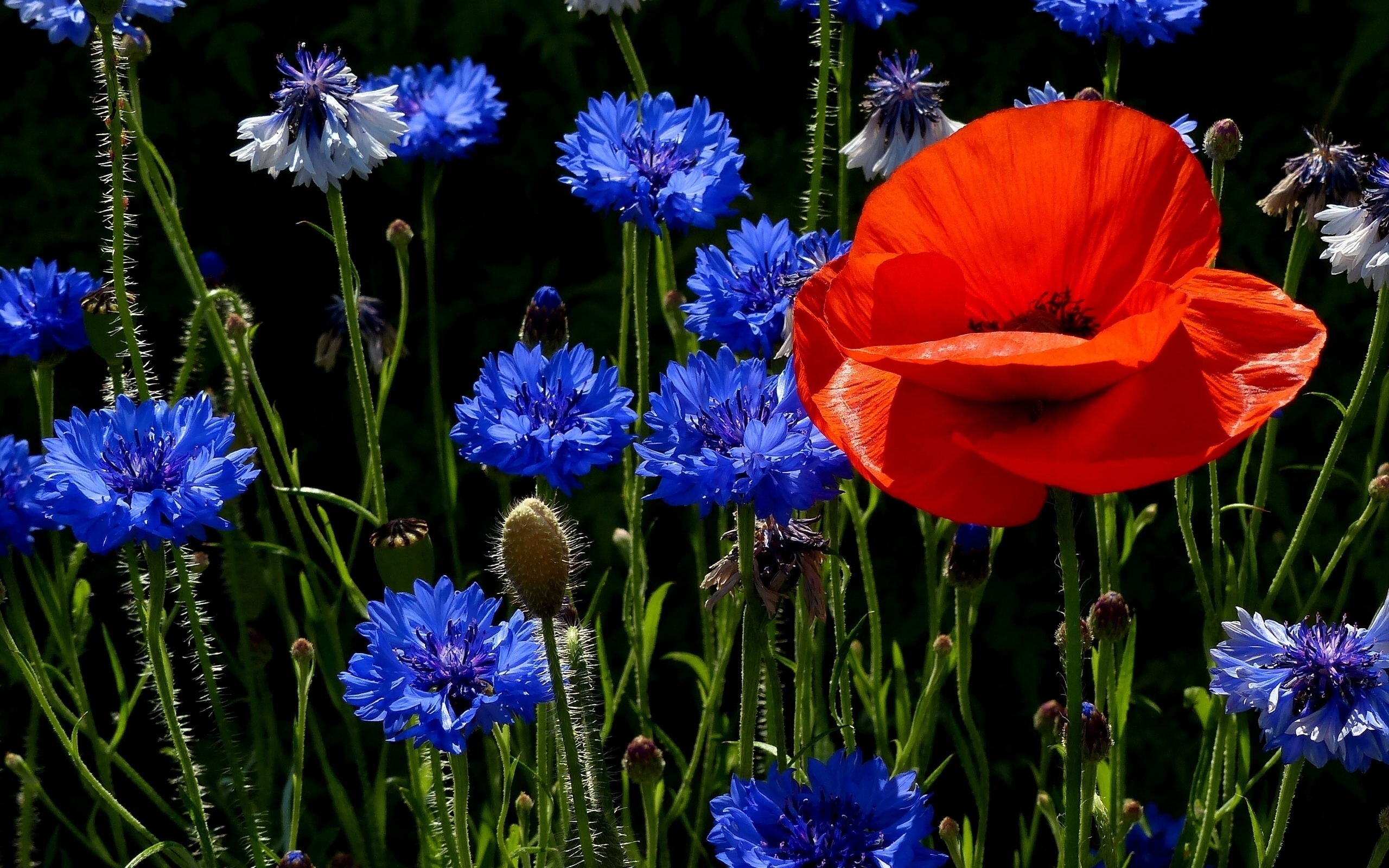 Cornflower Wallpapers - Wallpaper Cave