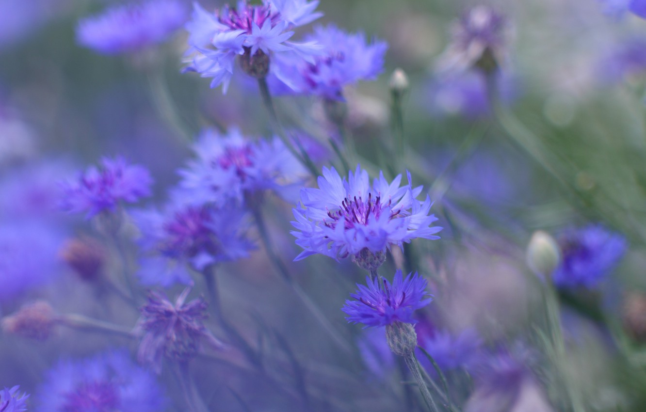 Cornflower Wallpapers - Wallpaper Cave