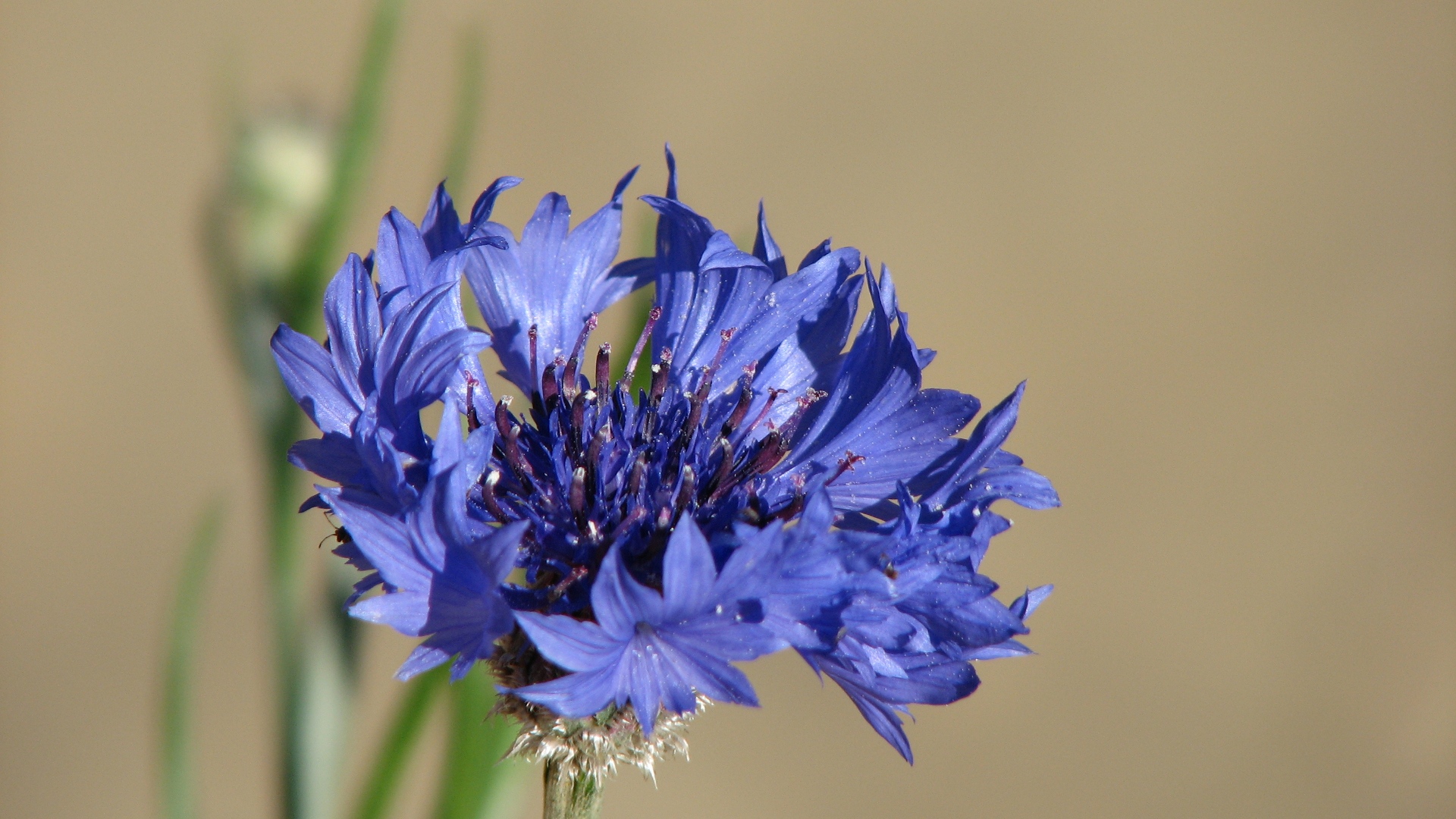 Cornflower Wallpapers - Wallpaper Cave