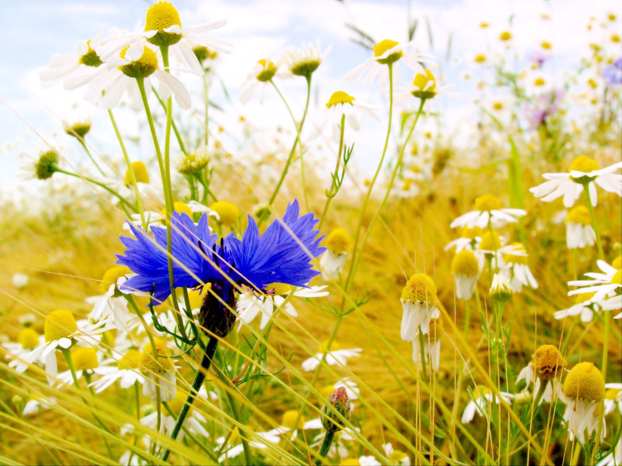 Cornflower Wallpapers - Wallpaper Cave