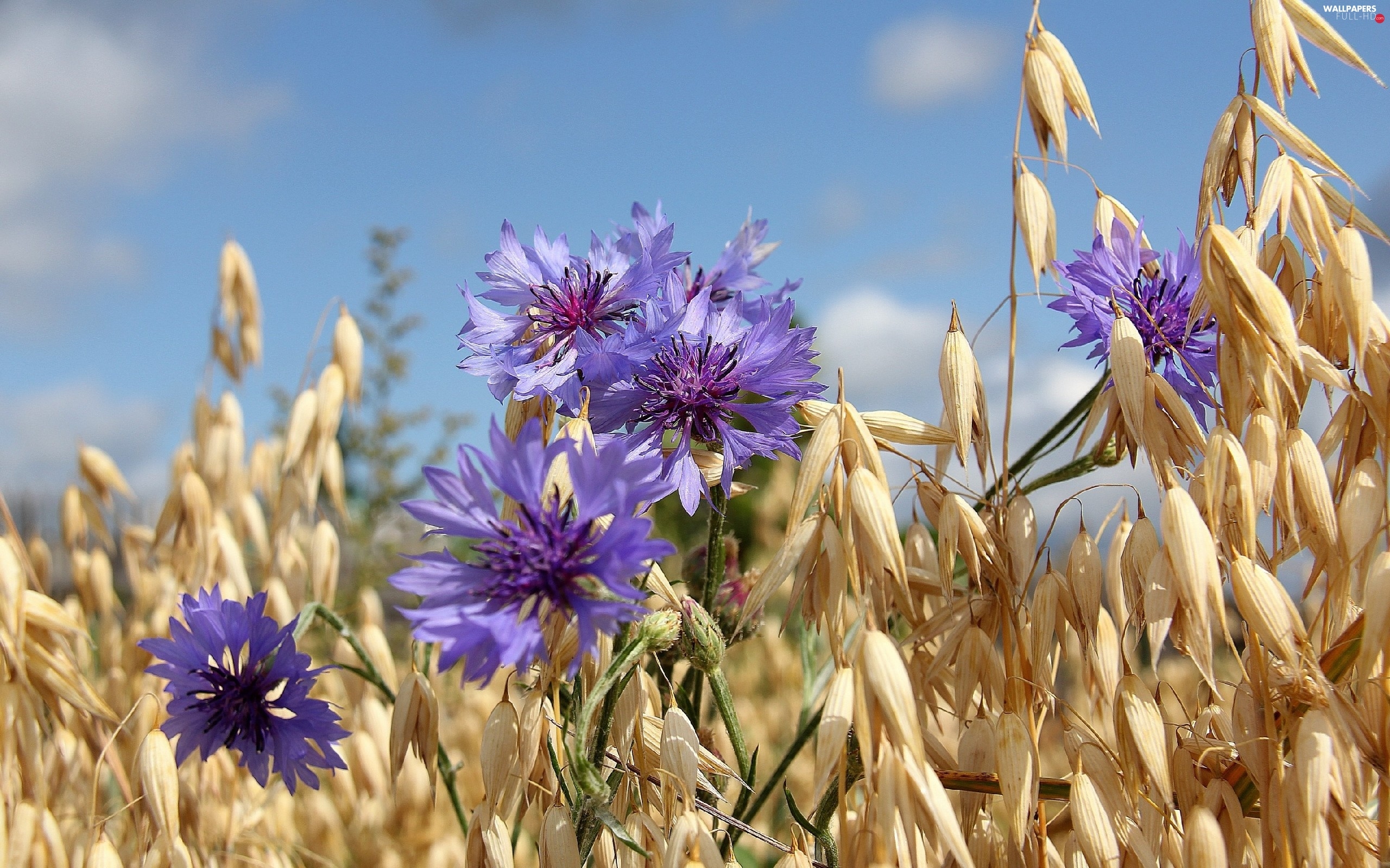 Cornflower Wallpapers - Wallpaper Cave