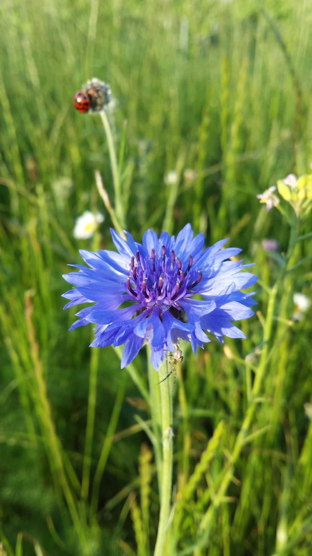 Cornflower Wallpapers - Wallpaper Cave