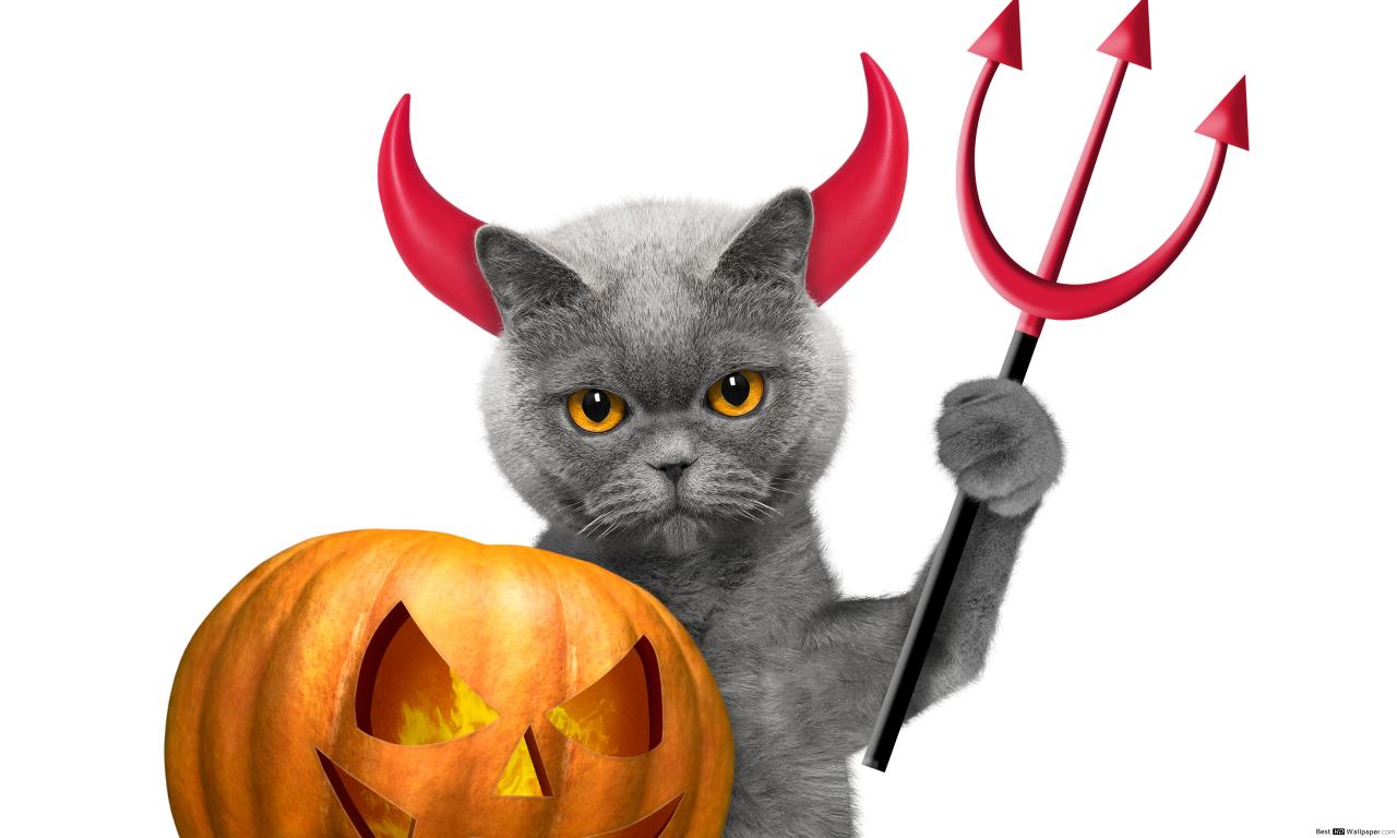 Pumpkin Cat Wallpapers - Wallpaper Cave