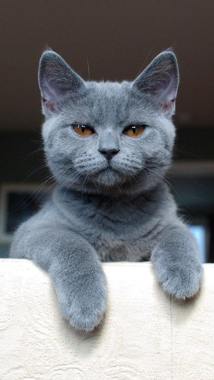 British Shorthair Cat Wallpapers - Wallpaper Cave