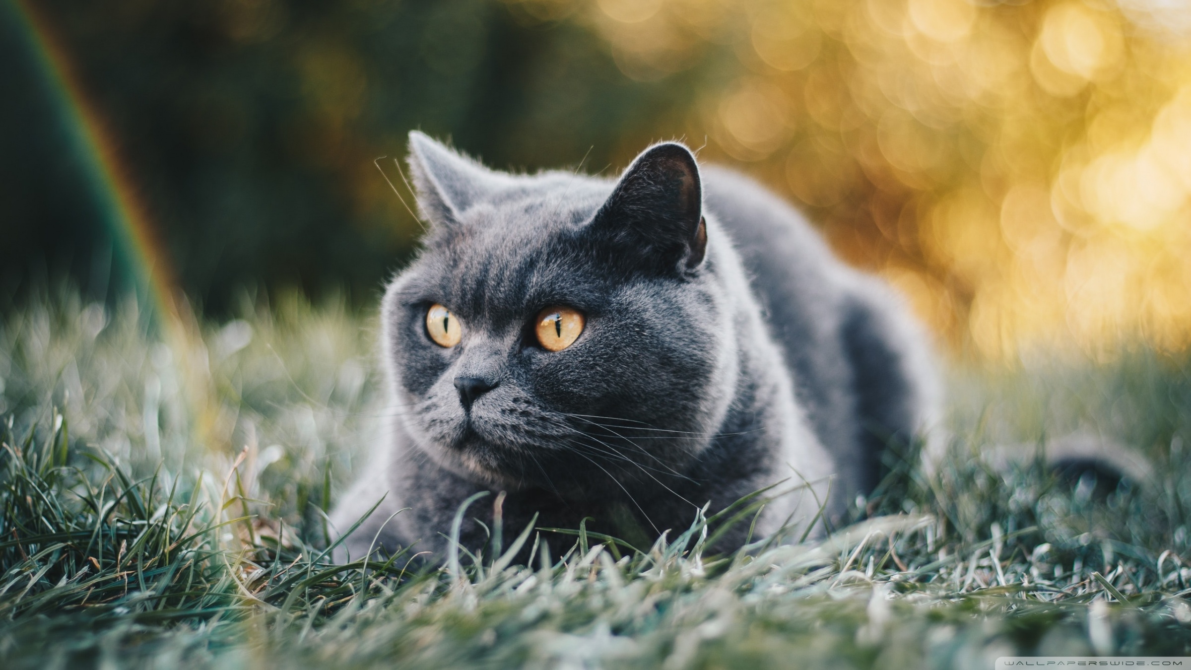 British Cat Wallpapers - Wallpaper Cave