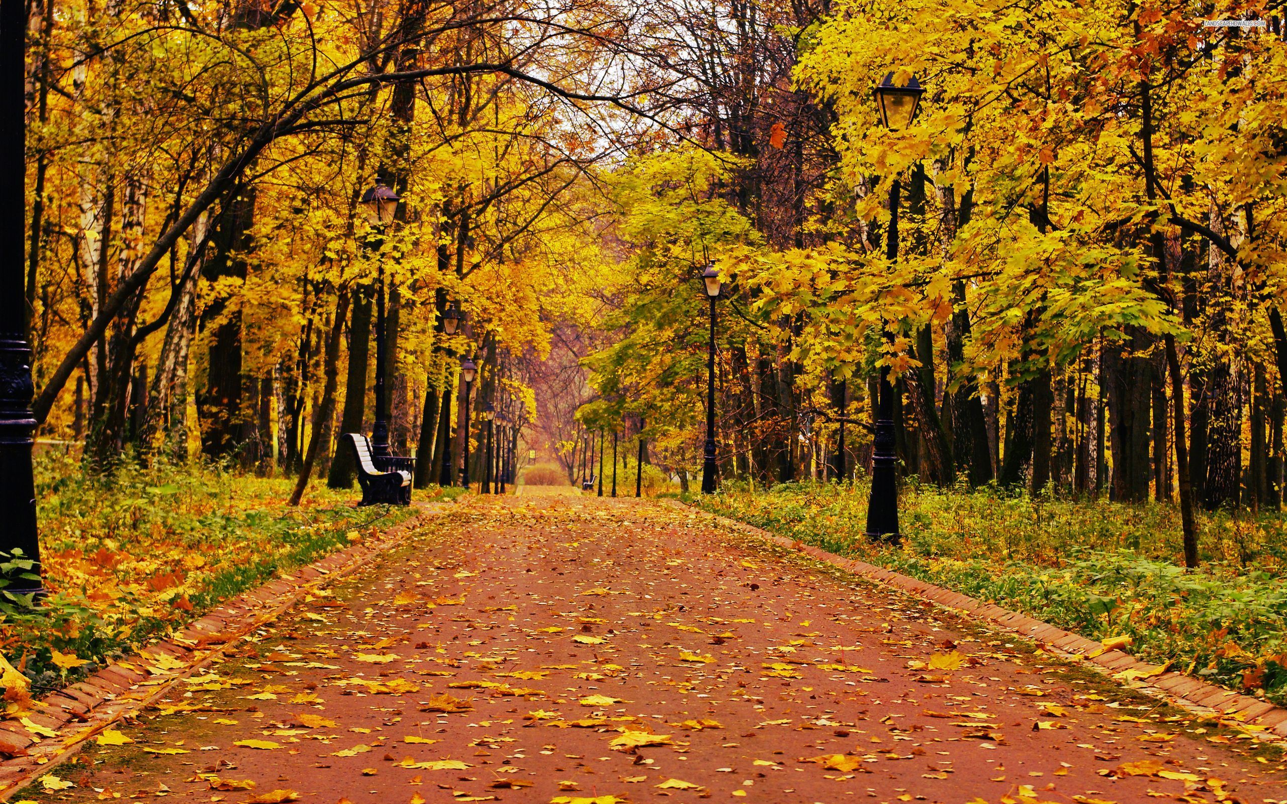 Path Between Colorful Autumn Trees Wallpapers - Wallpaper Cave