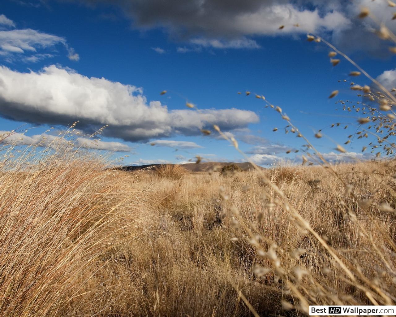 Dry Grass Wallpapers - Wallpaper Cave