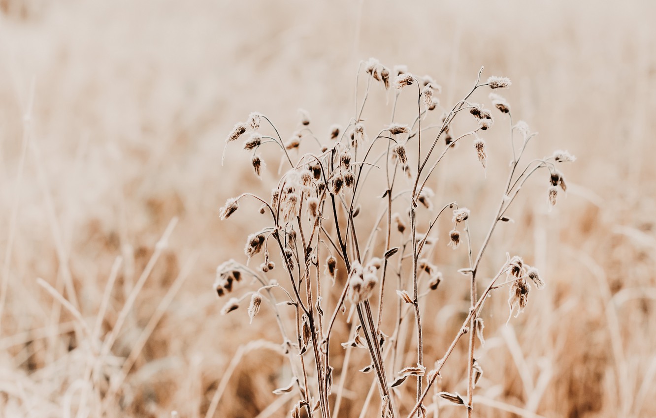 Dry Grass Wallpapers - Wallpaper Cave
