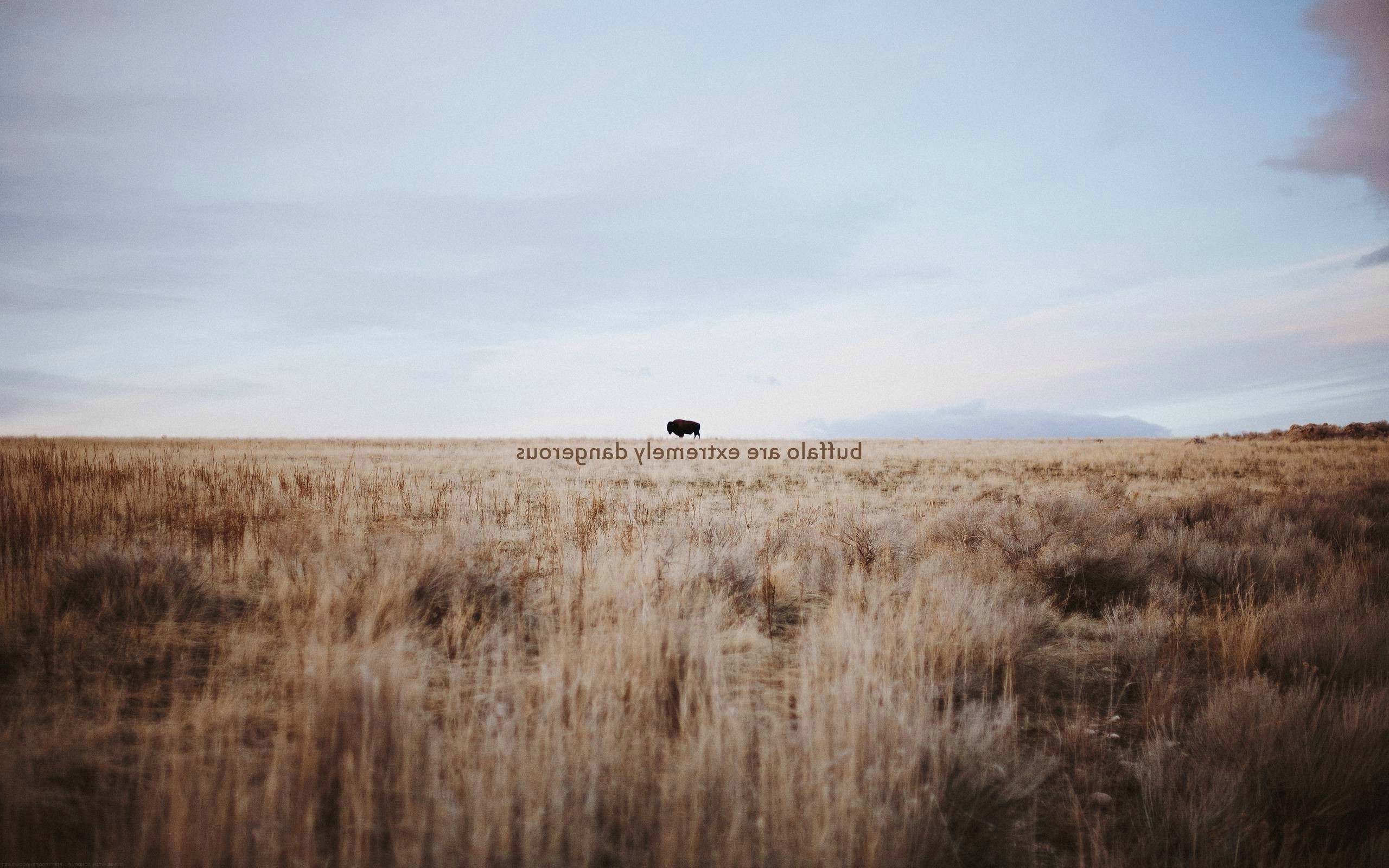 Dry Grass Wallpapers - Wallpaper Cave