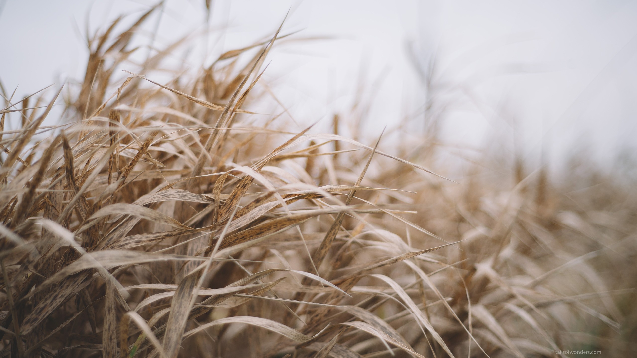 Dry Grass Wallpapers Wallpaper Cave