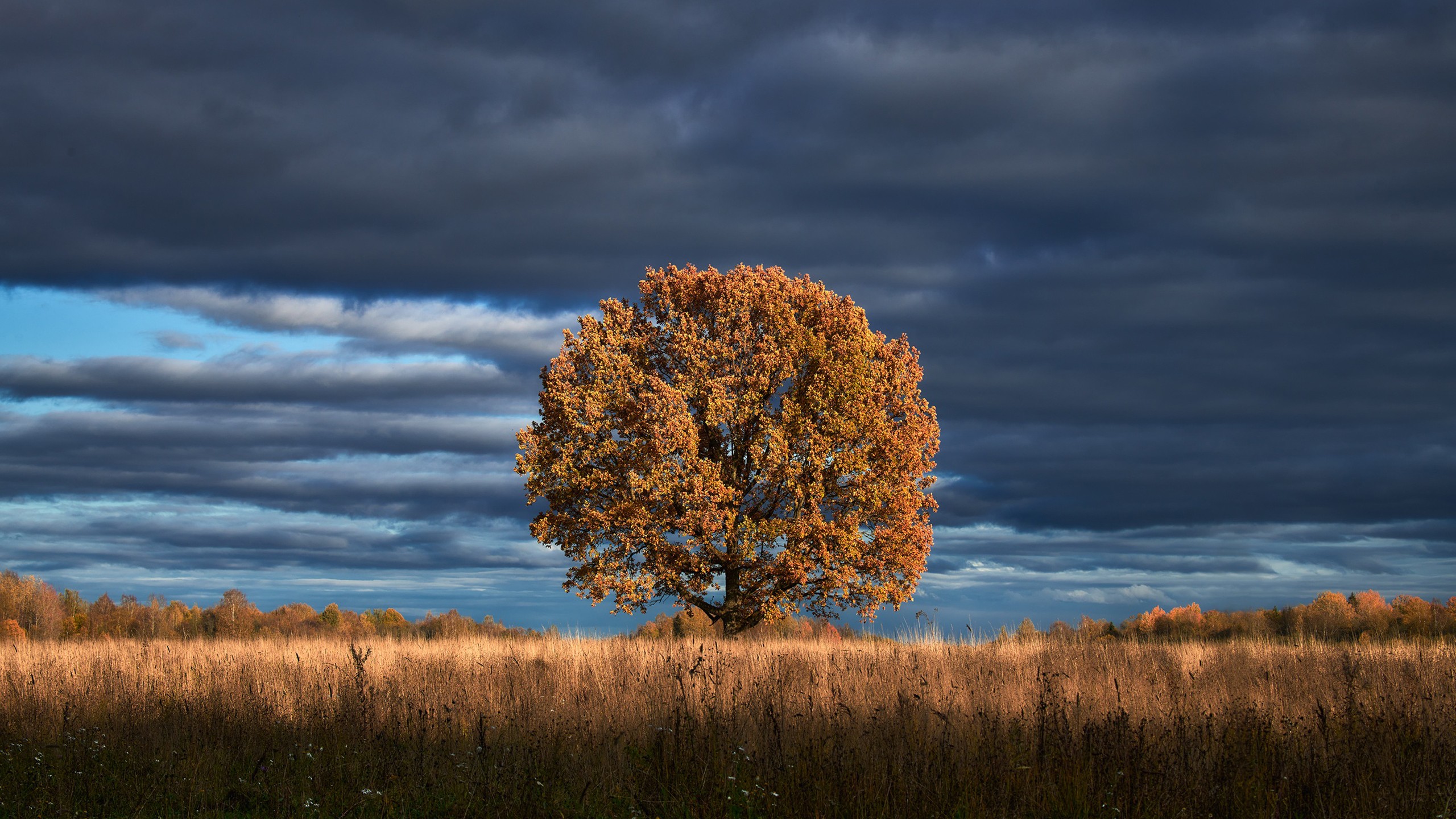 Dry Grass Wallpapers - Wallpaper Cave