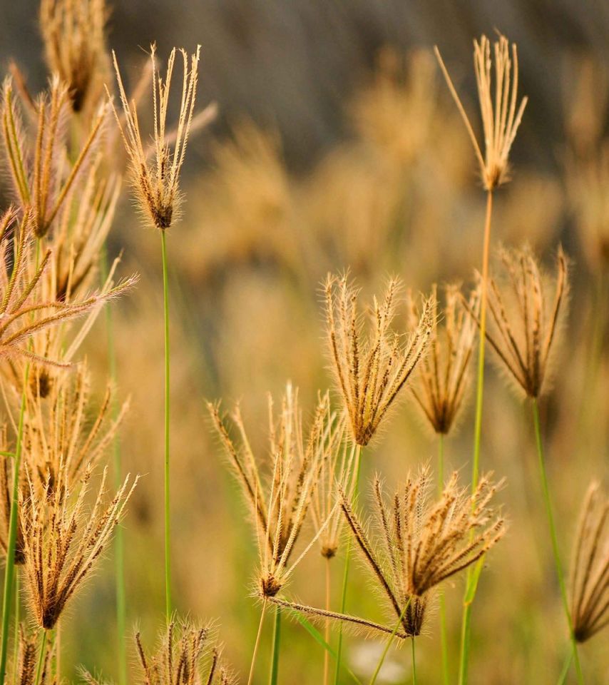 Dry Grass Wallpapers - Wallpaper Cave