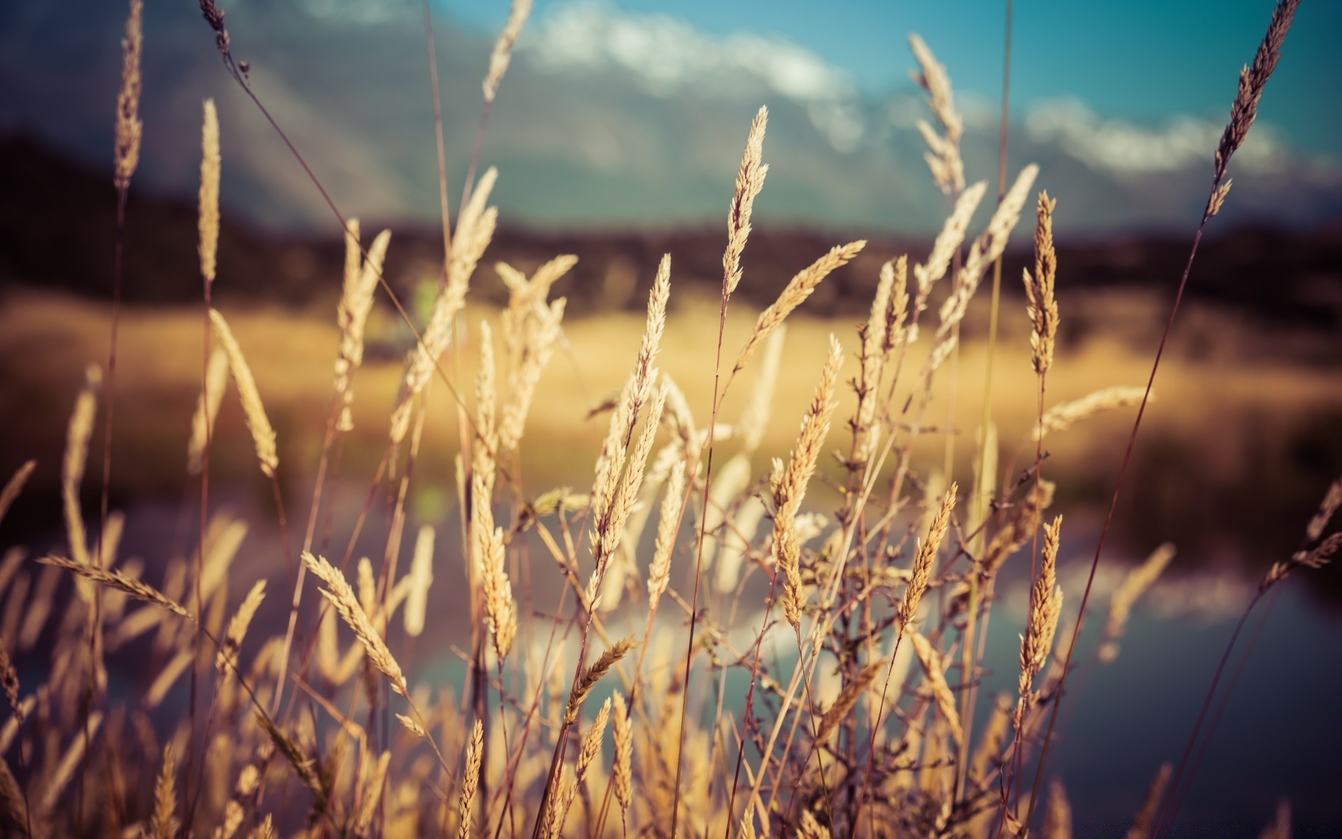 Dry Grass Wallpapers Wallpaper Cave