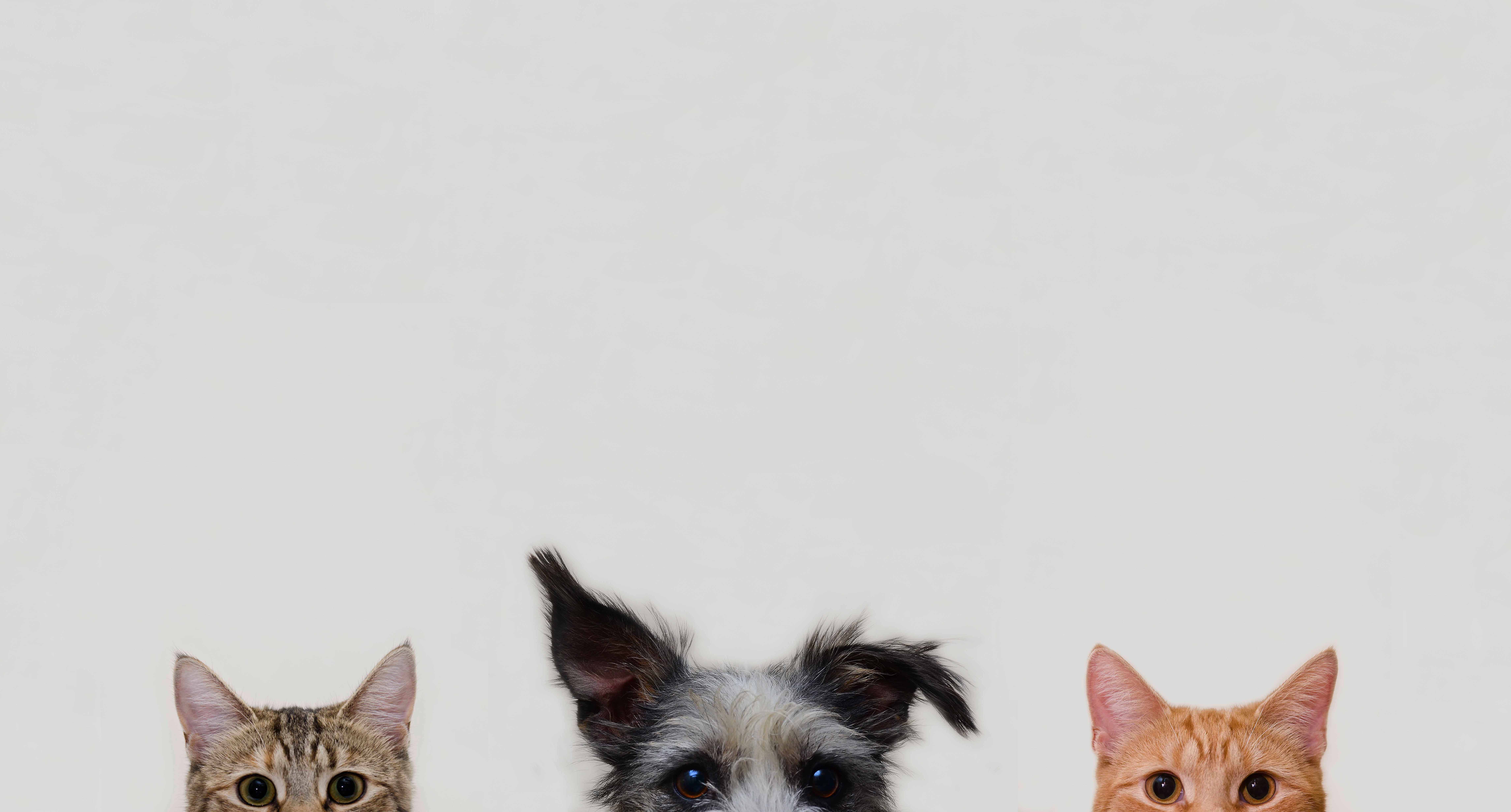 Minimalist Dog Wallpapers - Wallpaper Cave