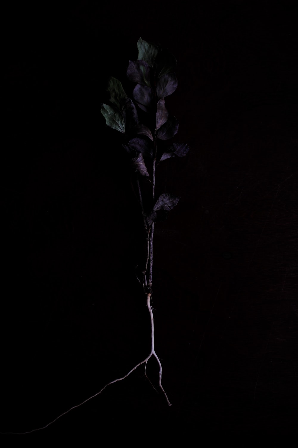 Dead Flower Wallpapers - Wallpaper Cave