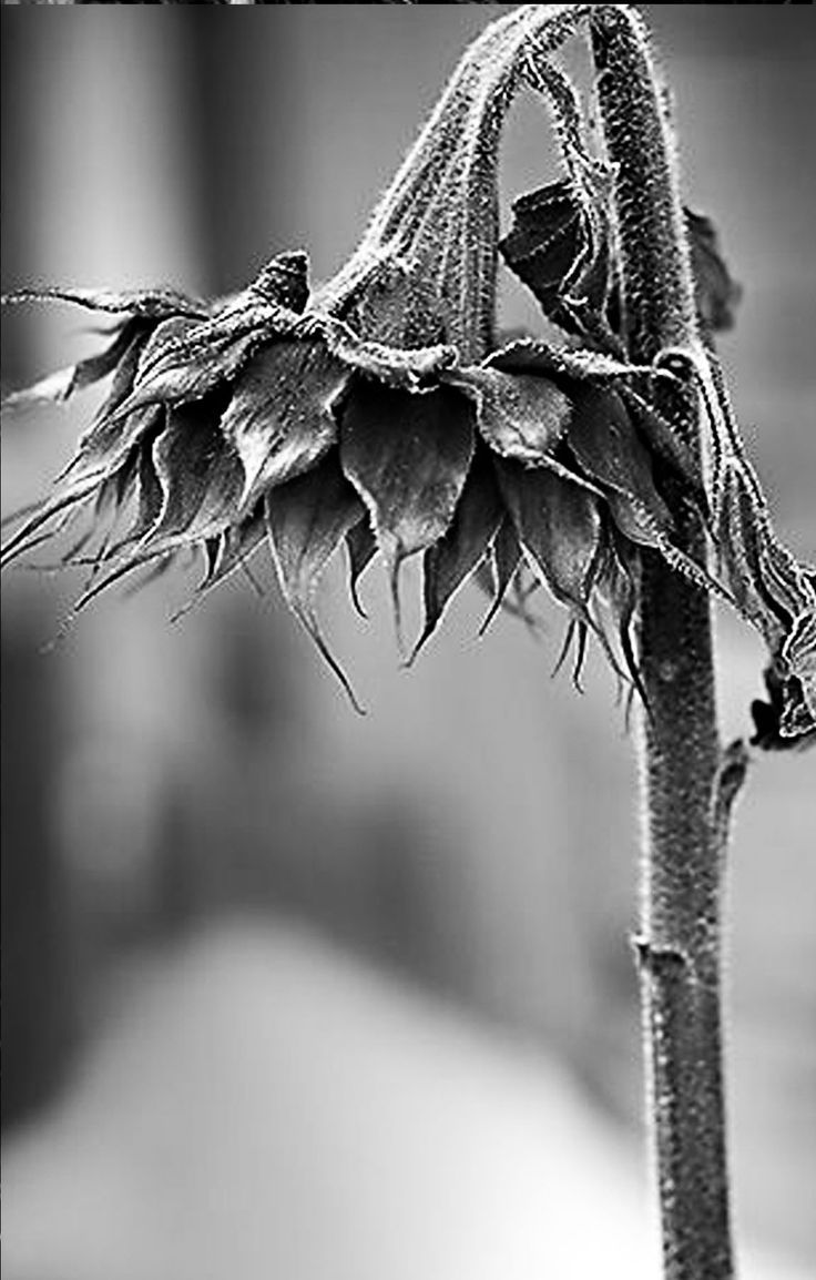 Dead Flower Wallpapers - Wallpaper Cave