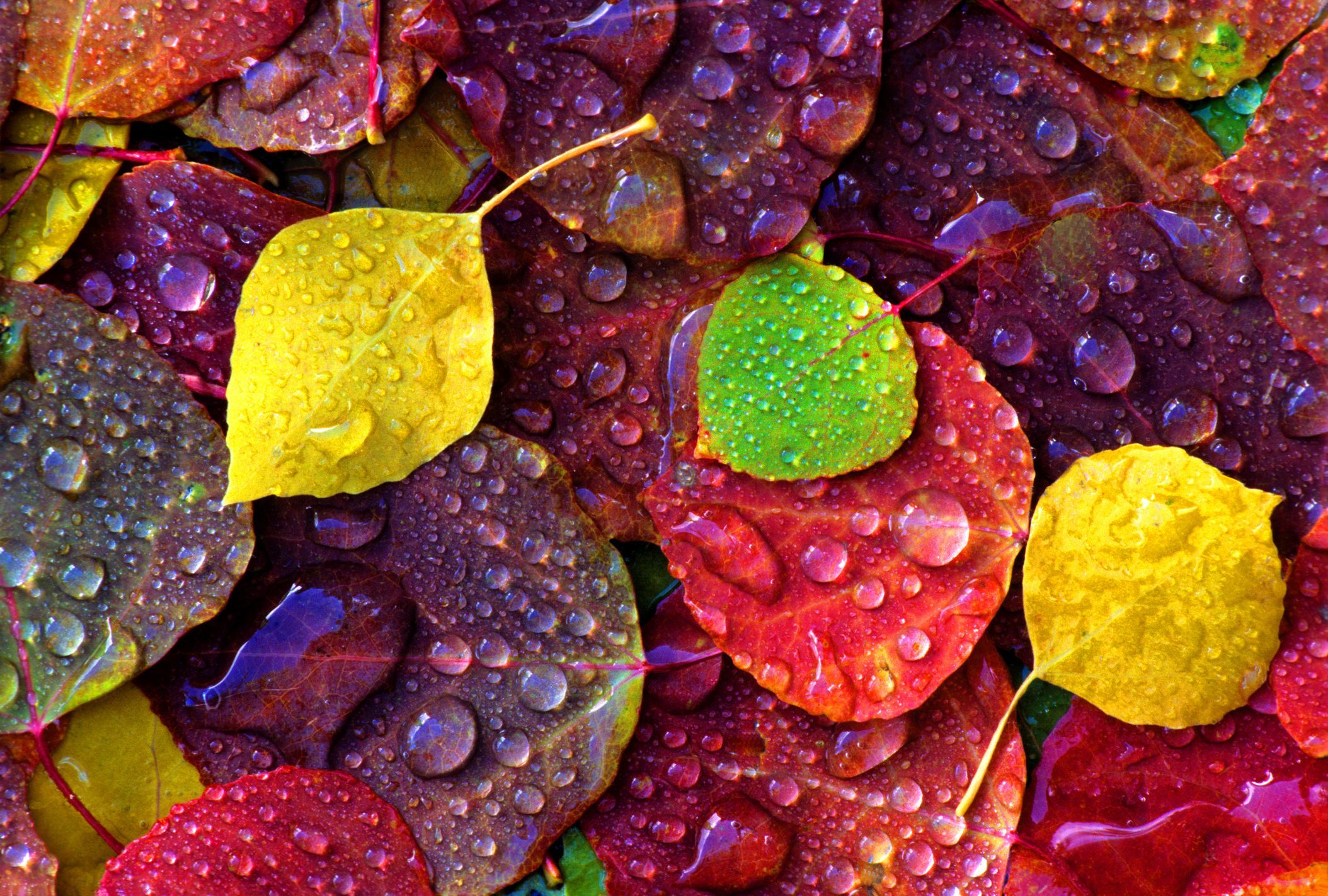 Pigment Wallpapers Wallpaper Cave