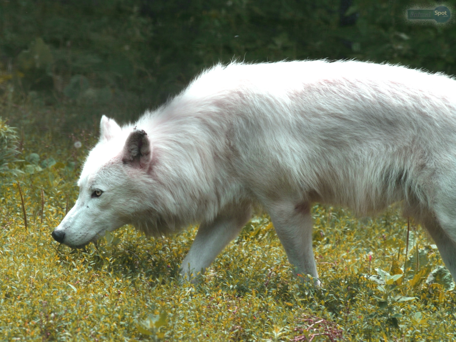 Real Wolf Wallpapers - Wallpaper Cave