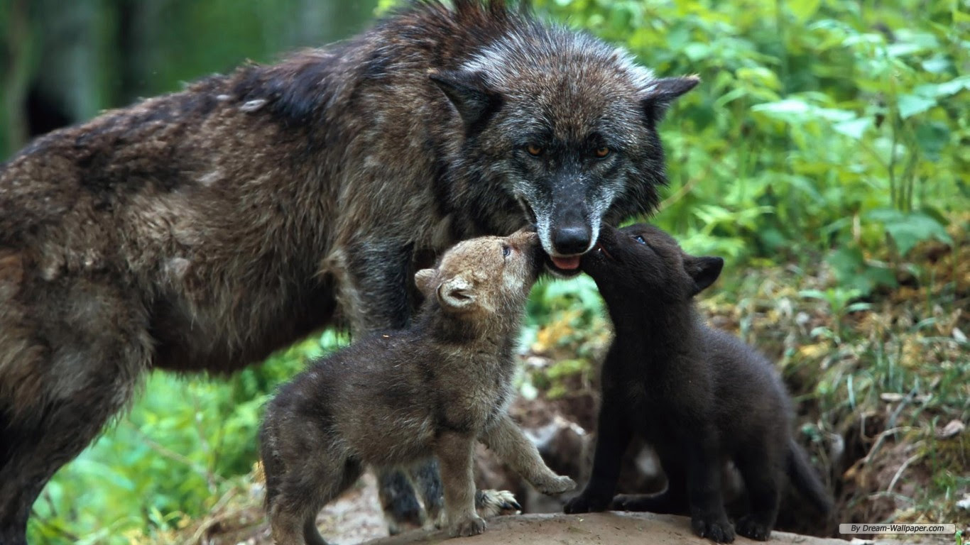 Real Wolf Wallpapers - Wallpaper Cave