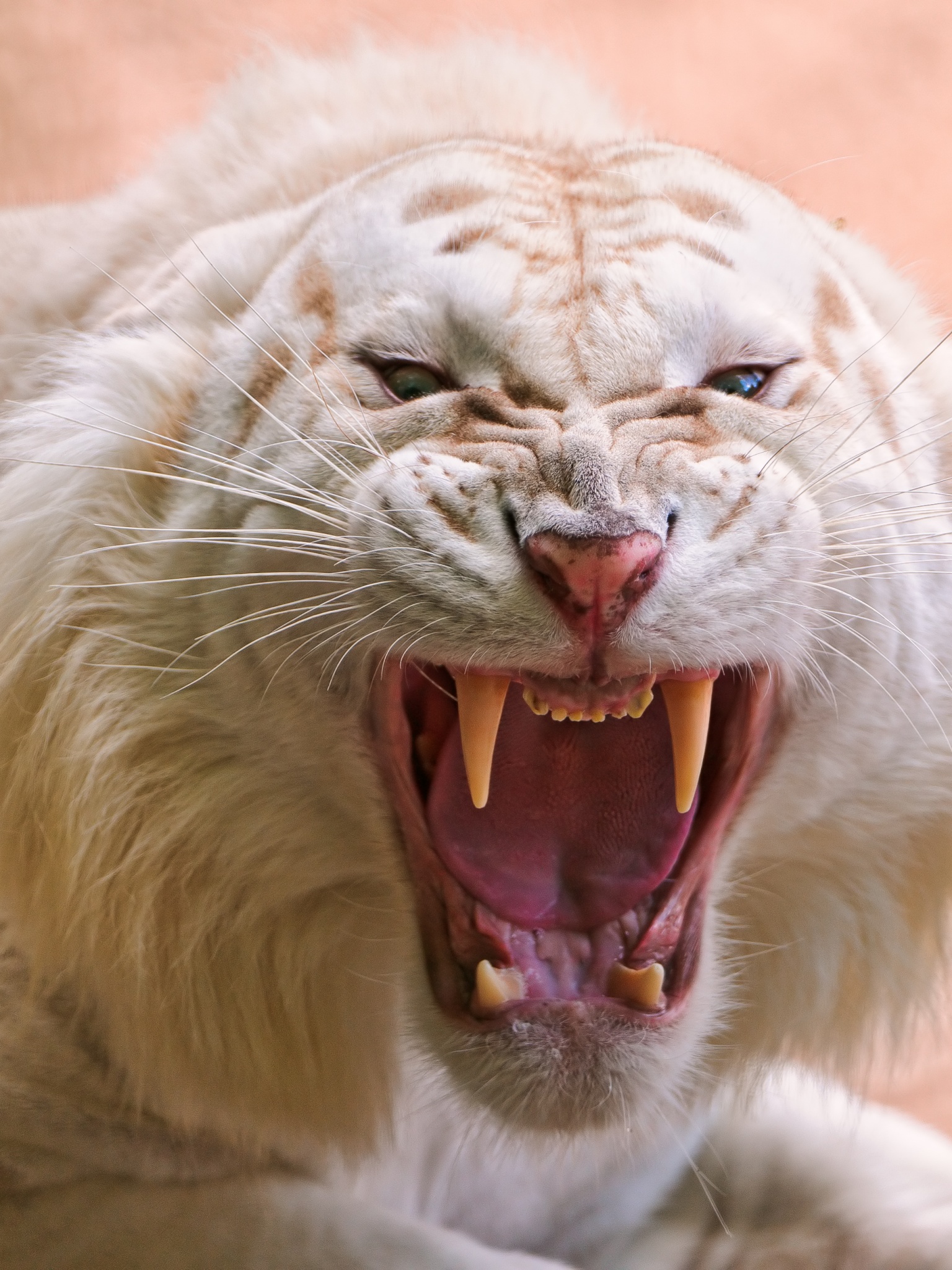 Rare Animals Wallpapers - Wallpaper Cave